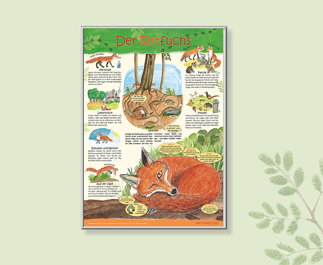 Fox Learning Poster A3 for Children, School and Family - Etsy
