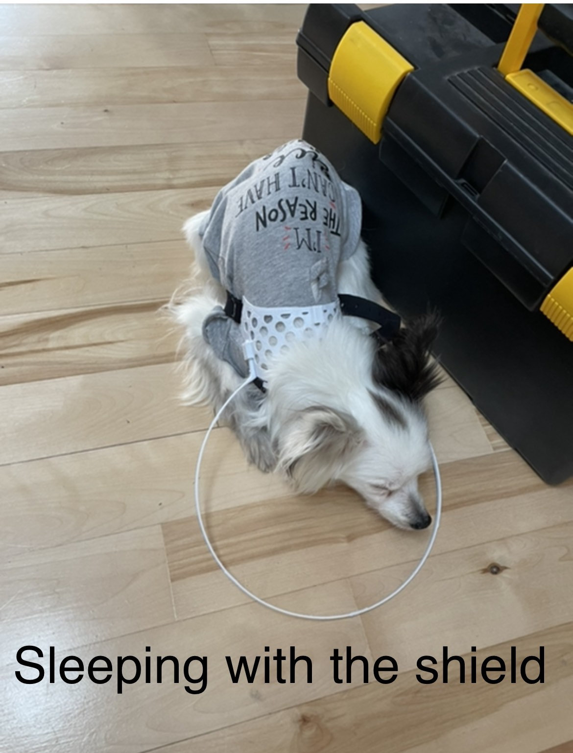 Blind Dog Shield / Doggyshield / Doggy Cane / Doggie Protector - Etsy