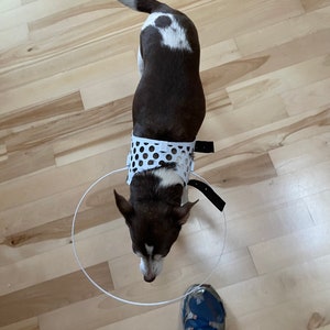 Blind Dog Shield / Doggyshield / Doggy Cane / Doggie Protector / Halo ...