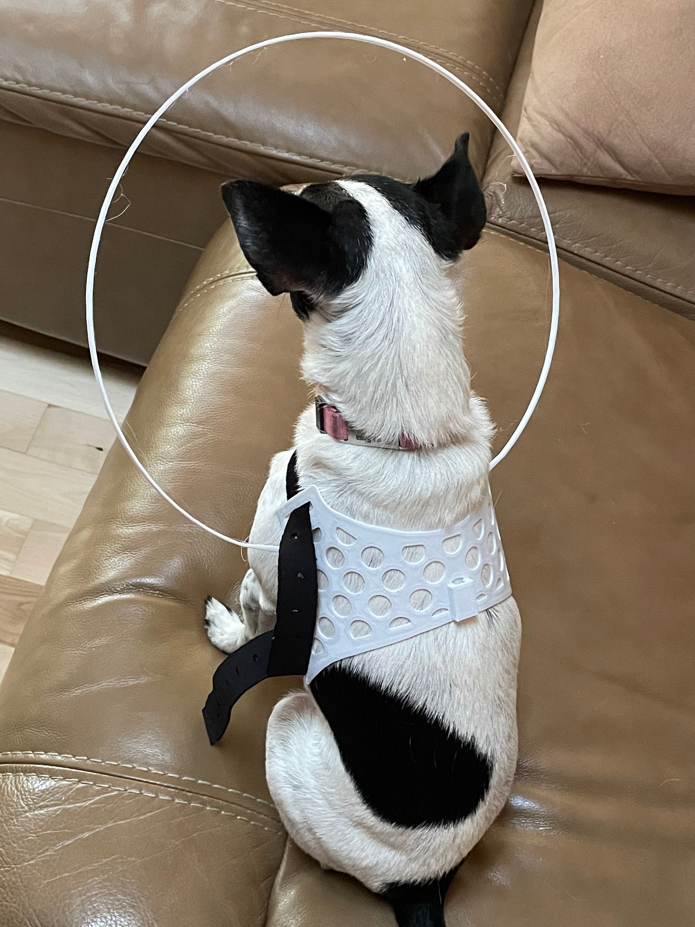 Blind Dog Shield / Doggyshield / Doggy Cane / Doggie Protector - Etsy