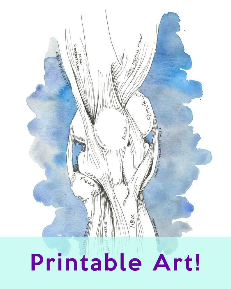 Knee Anatomy Watercolor Art Print, Medical Decor (digital Download) - Etsy