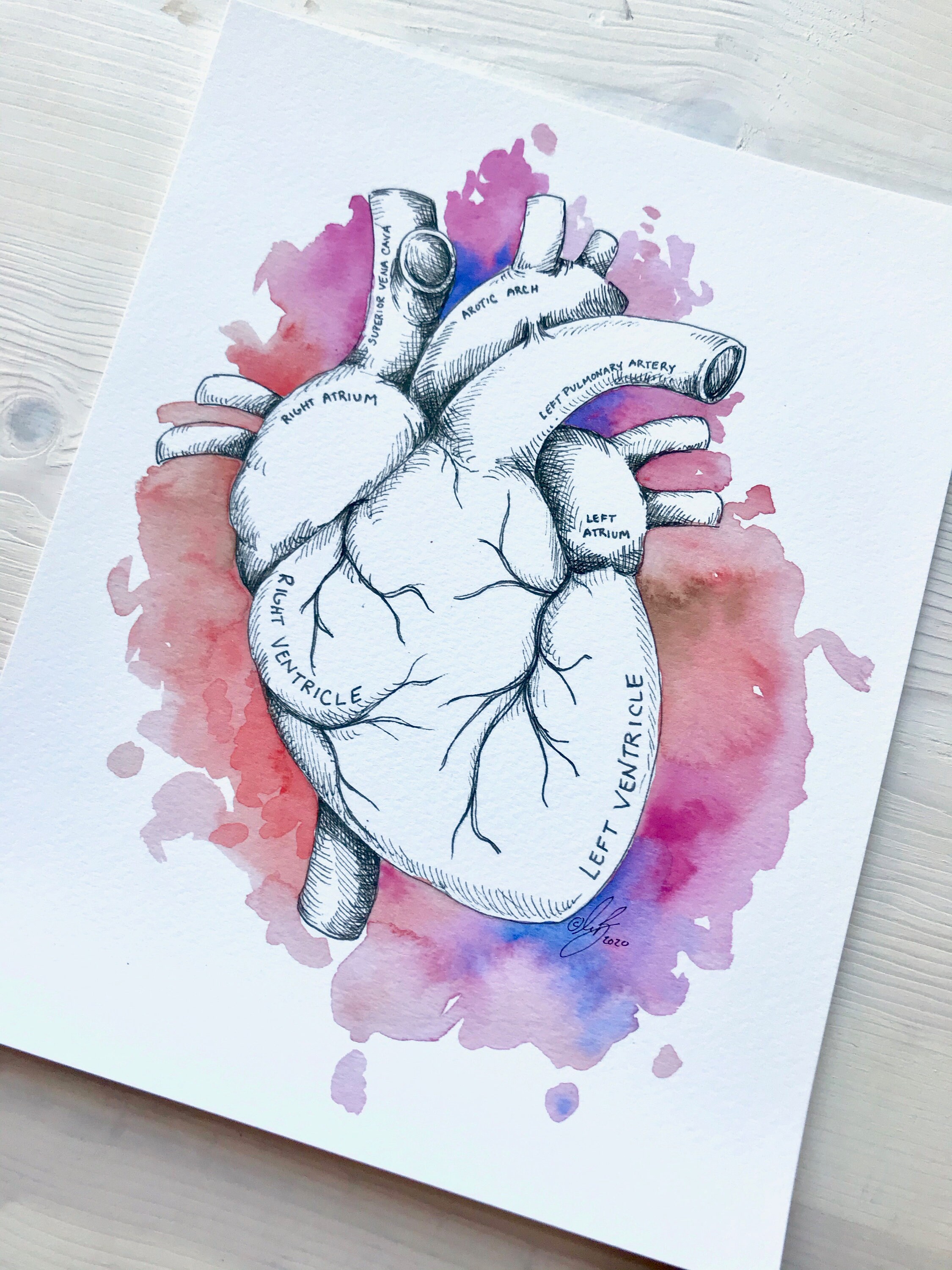 Descarga digital de anatomía del corazón, arte de pared de acuarela de ...