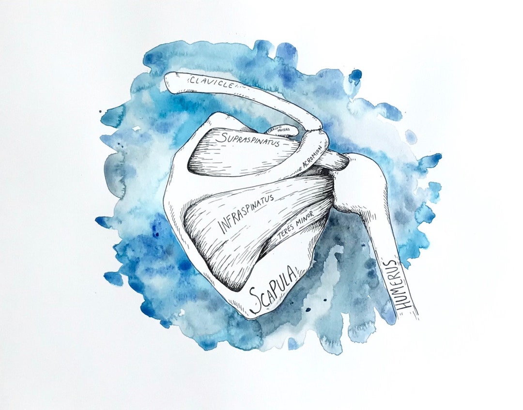 Shoulder Joint Watercolor Print: Anatomy Art, Rotator Cuff - Etsy