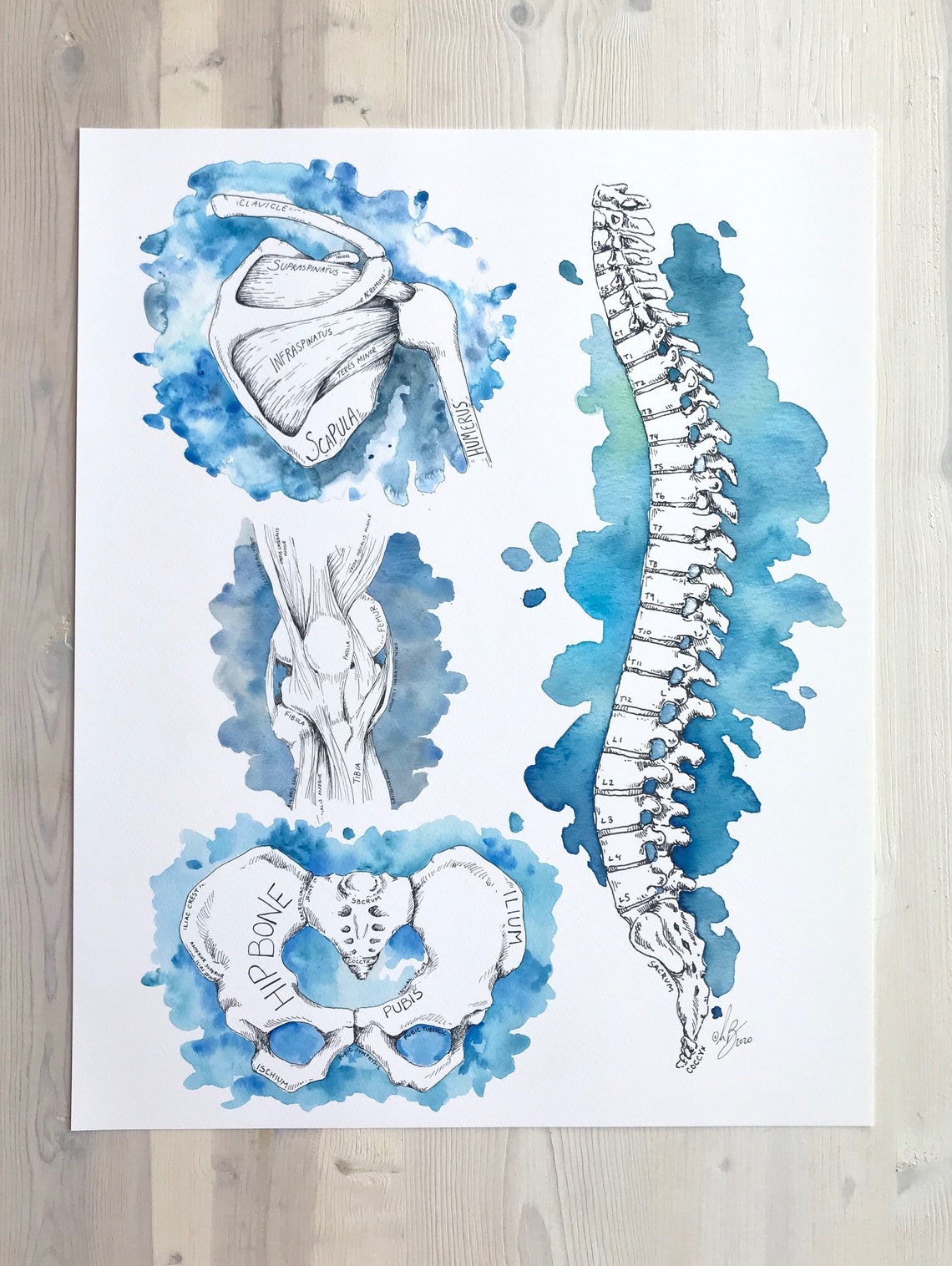 Póster de anatomía, Arte de anatomía, Dibujos de anatomía, Huesos y ...