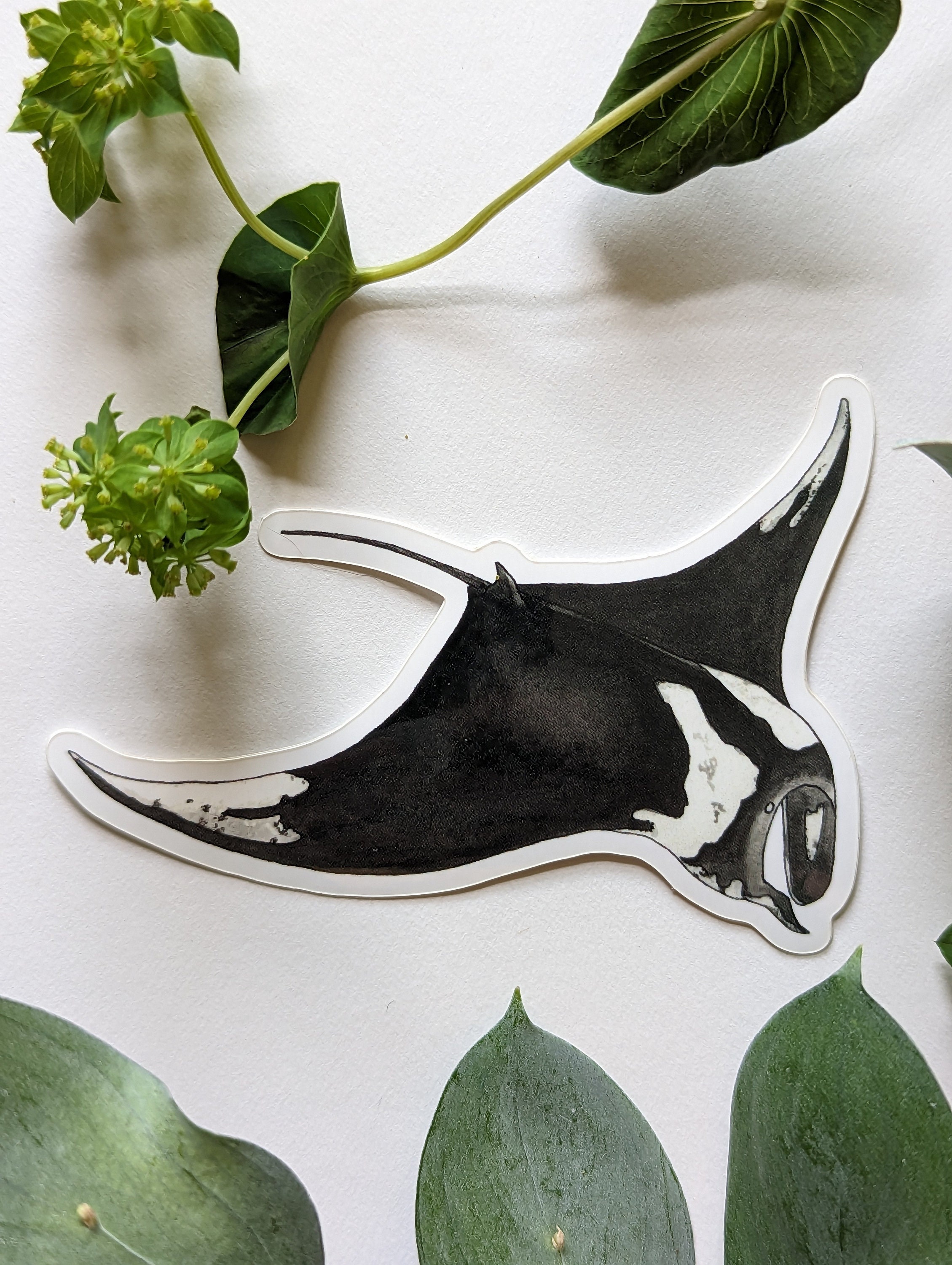 Watercolor Sea Creatures Sticker Pack L Leafy Seadragon L - Etsy