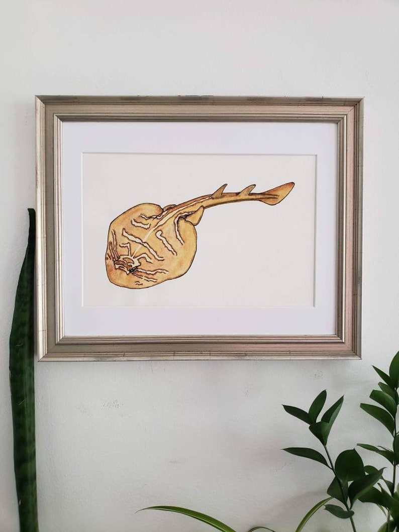Eastern Fiddler Ray Original Watercolor Painting L Ocean - Etsy