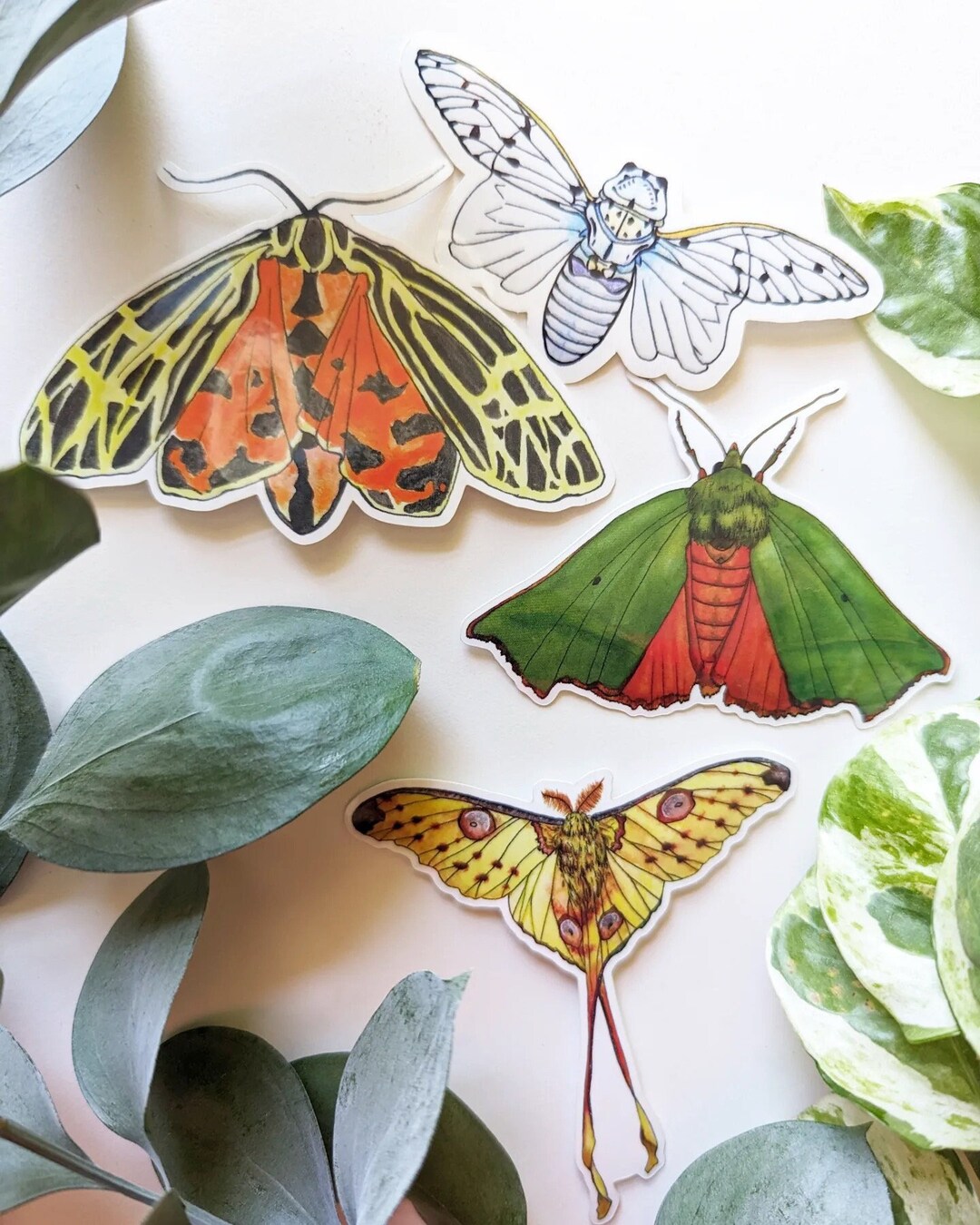 Moth Watercolor Sticker Pack L Virgin Tiger Moth L Ghost Cicada L ...