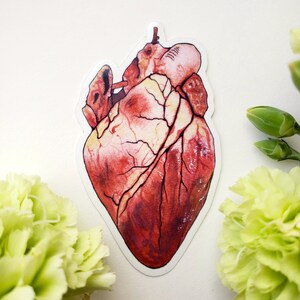 Human Heart Watercolor Vinyl Sticker L Art Sticker L Watercolor Heart ...
