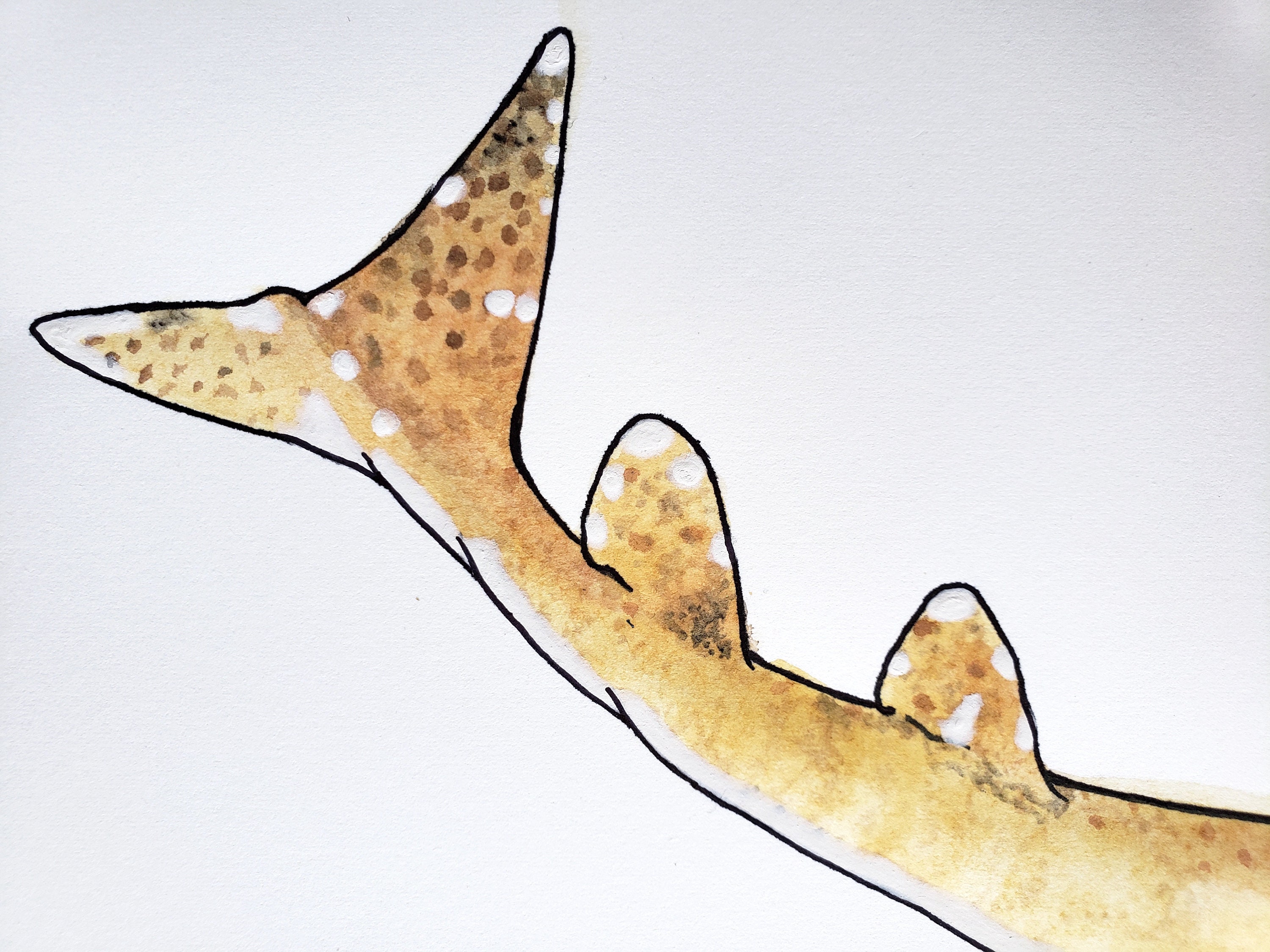 Angel Shark Original Watercolor Painting l Marine Biology | Etsy