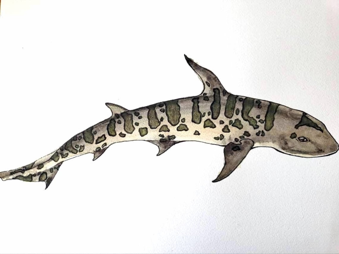 Leopard Shark Original Watercolor Painting L Triakis - Etsy