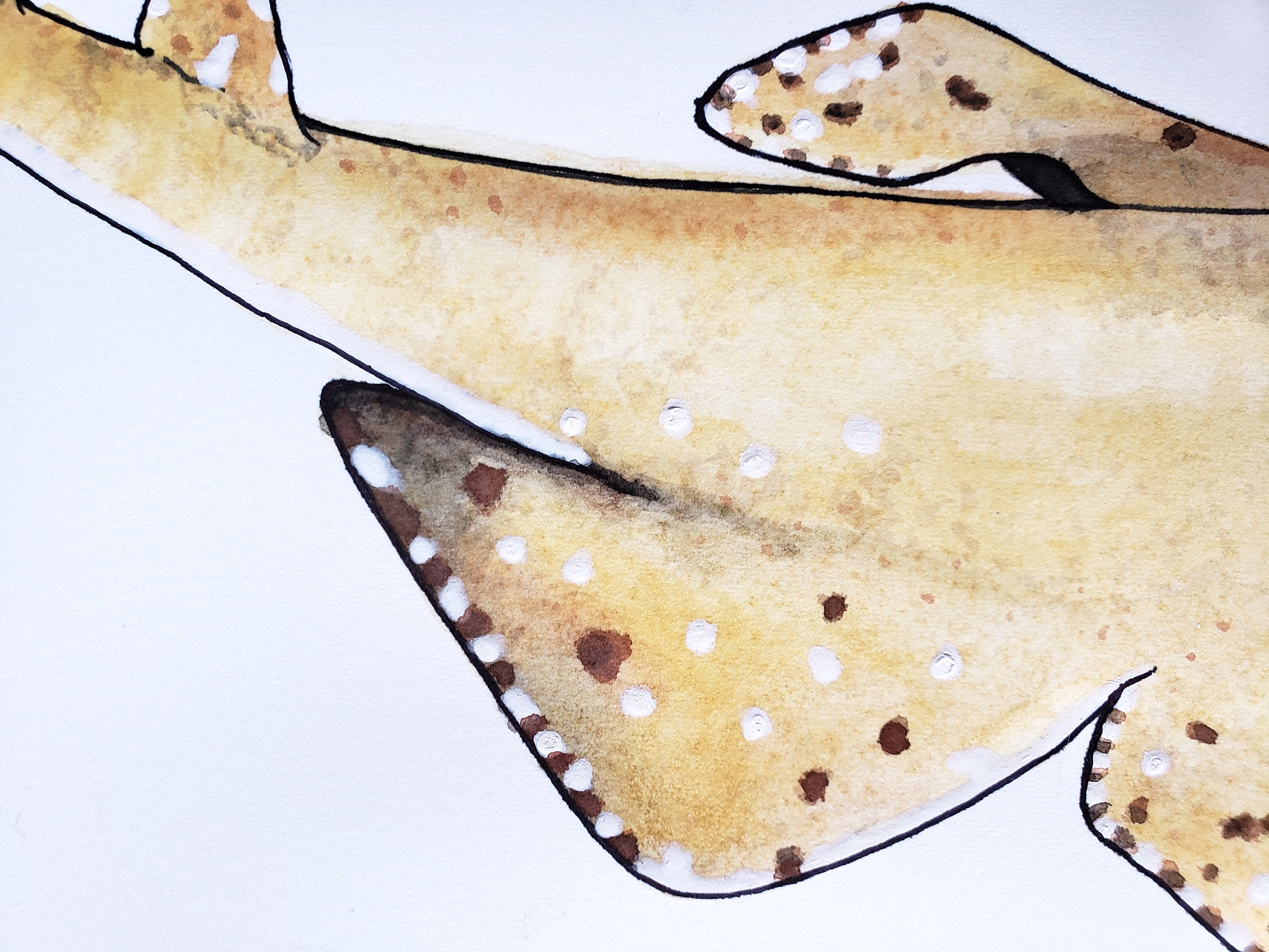 Angel Shark Original Watercolor Painting l Marine Biology | Etsy