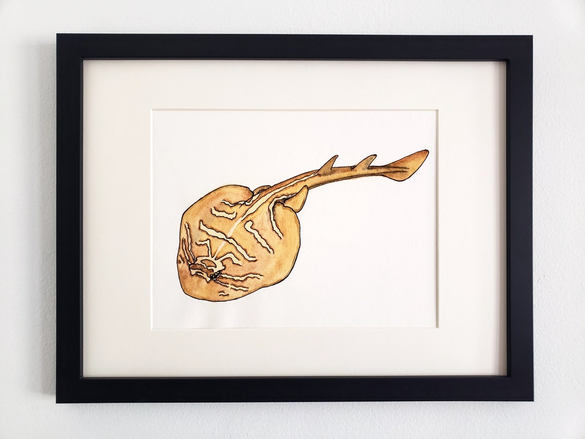 Eastern Fiddler Ray Original Watercolor Painting L Ocean - Etsy