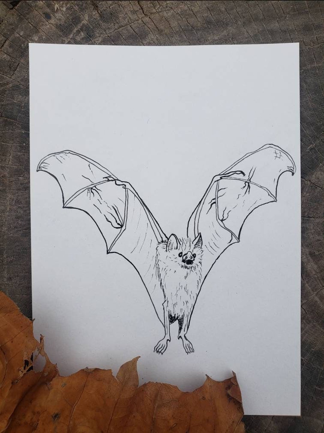 Vampire Bat Illustration L Graphic Drawing - Etsy