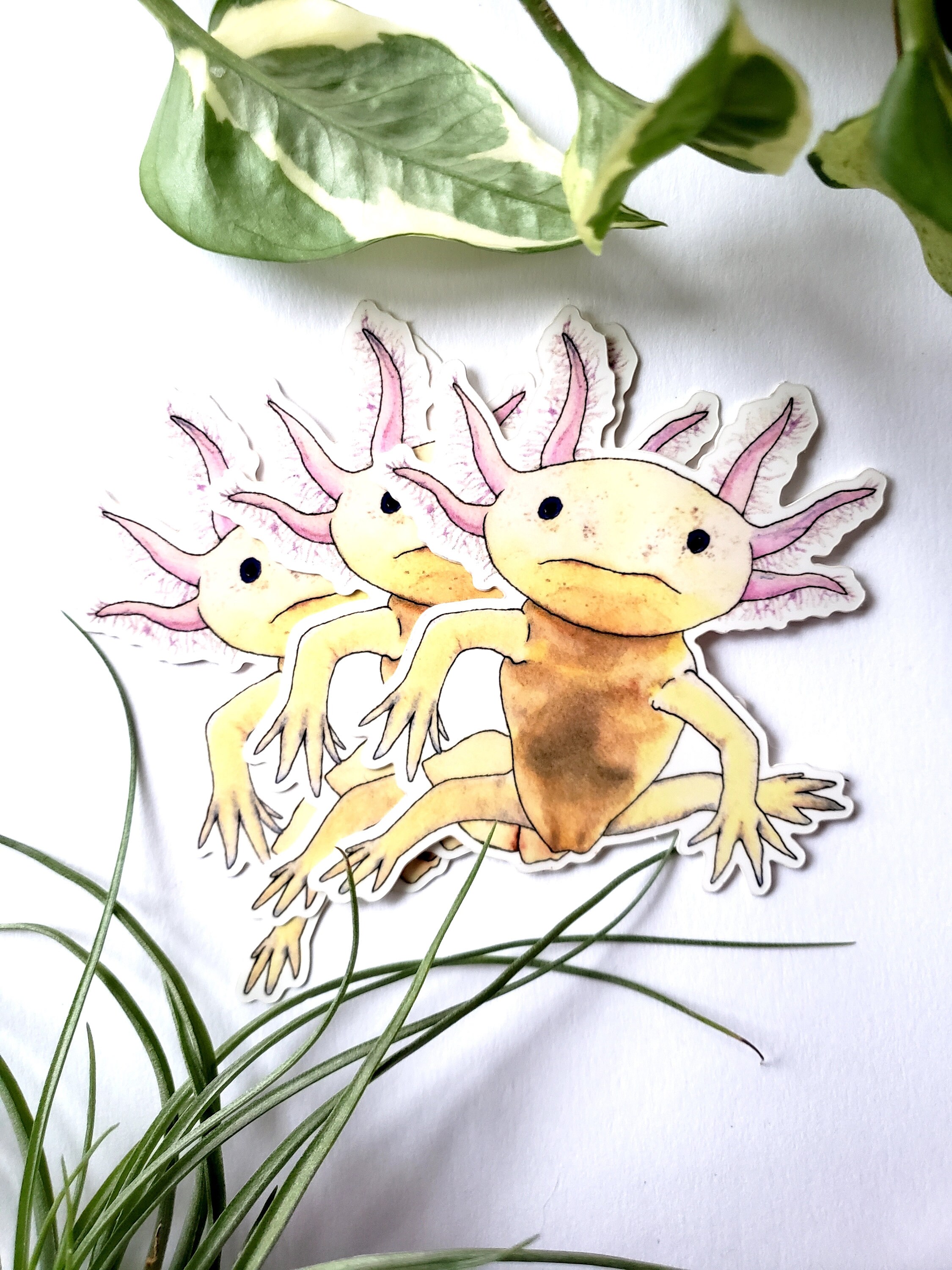 Axolotl Vinyl Watercolor Sticker L Amphibian Art - Etsy