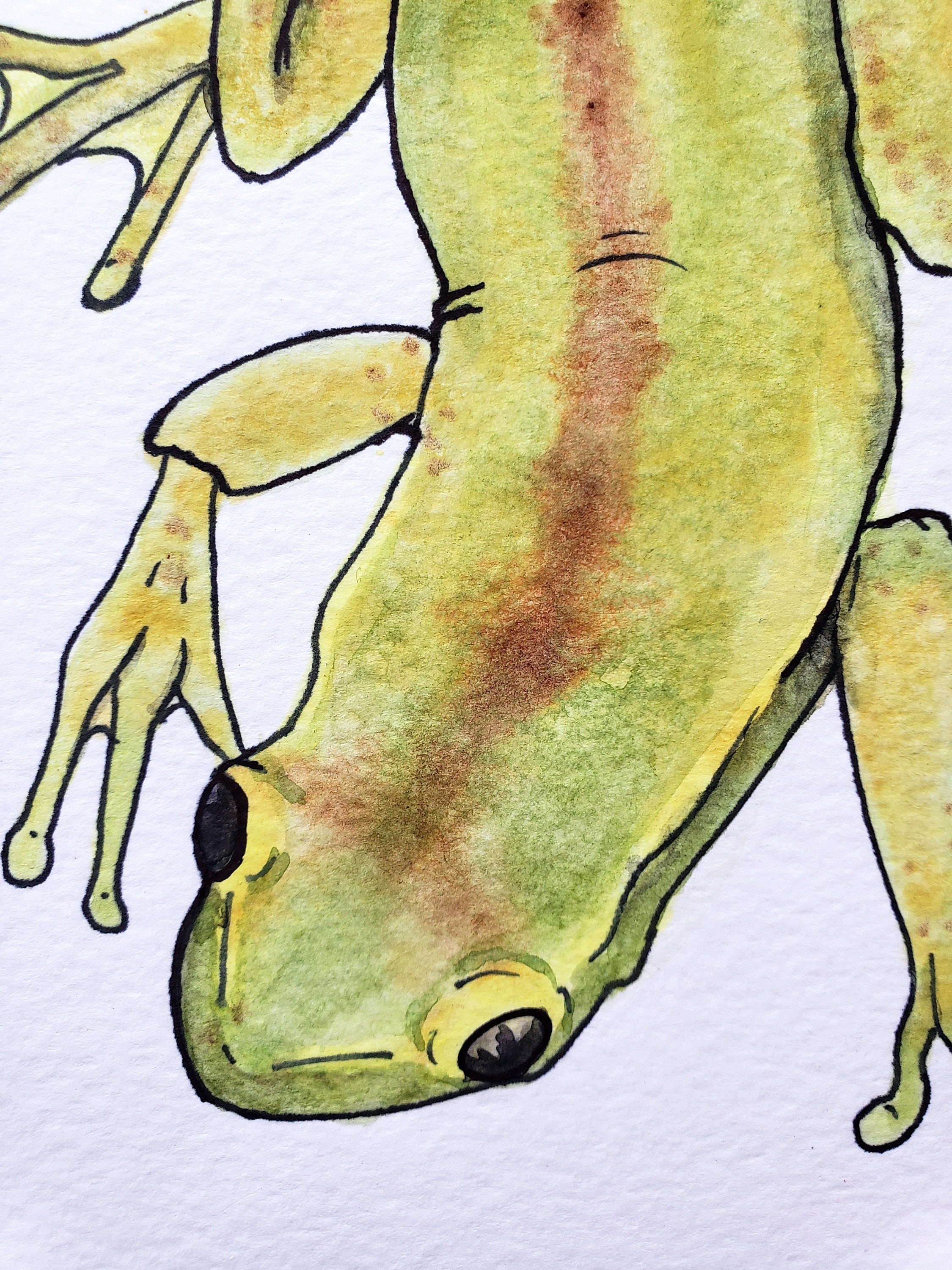 Mashpi Stream Tree Frog Original Watercolor Painting L Frog - Etsy