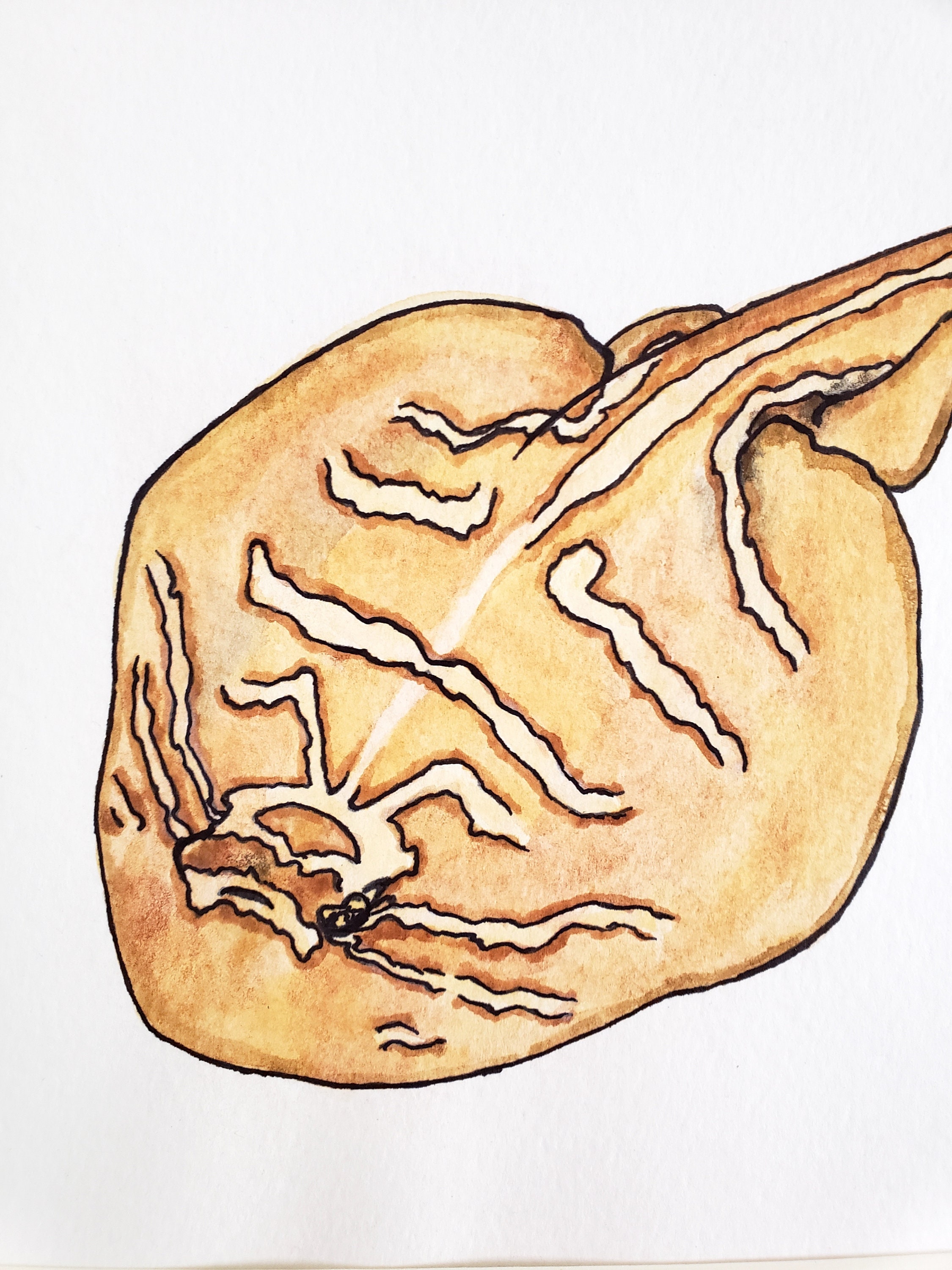 Eastern Fiddler Ray Original Watercolor Painting L Ocean - Etsy