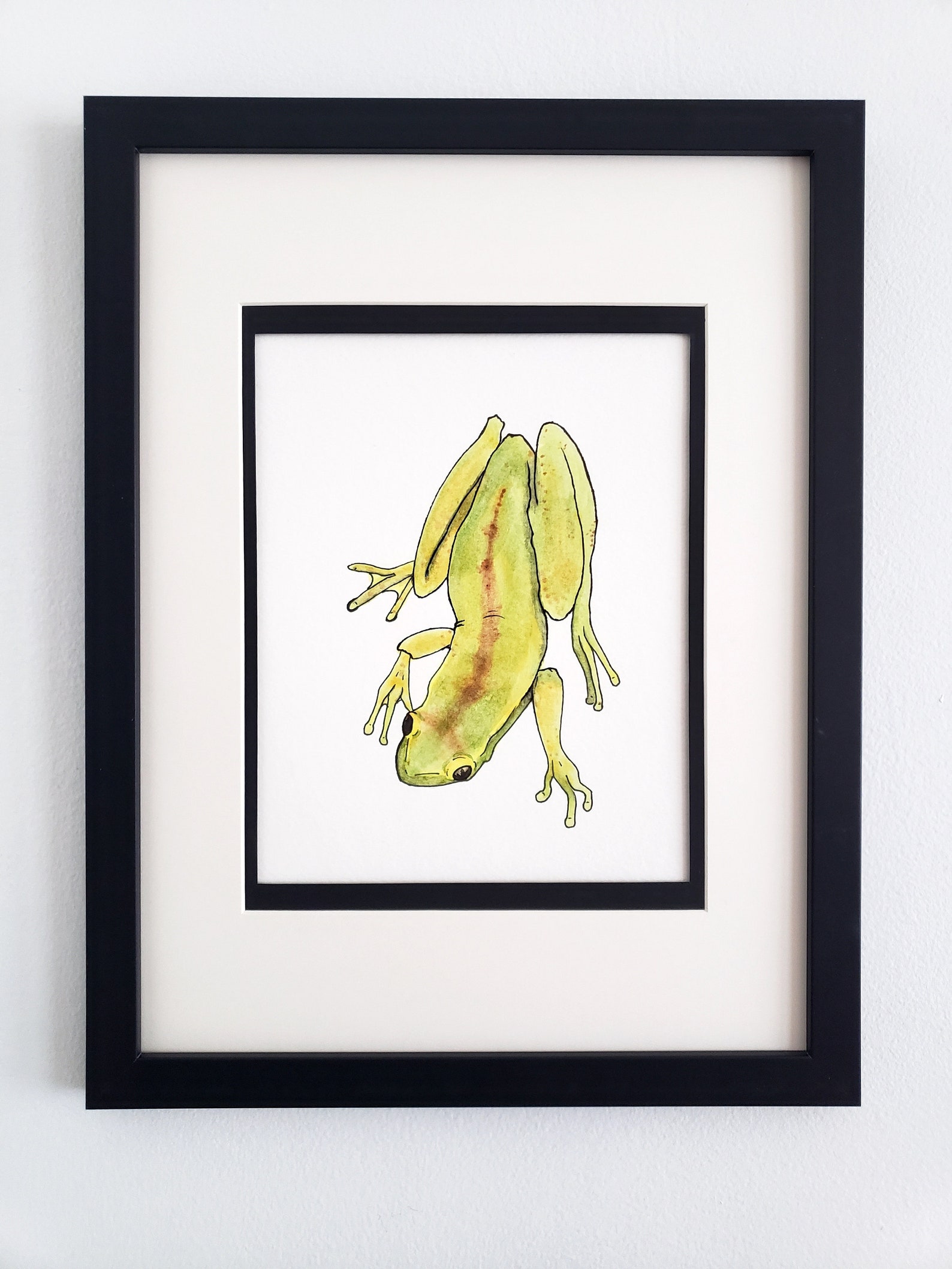 Mashpi Stream Tree Frog Original Watercolor Painting L Frog - Etsy