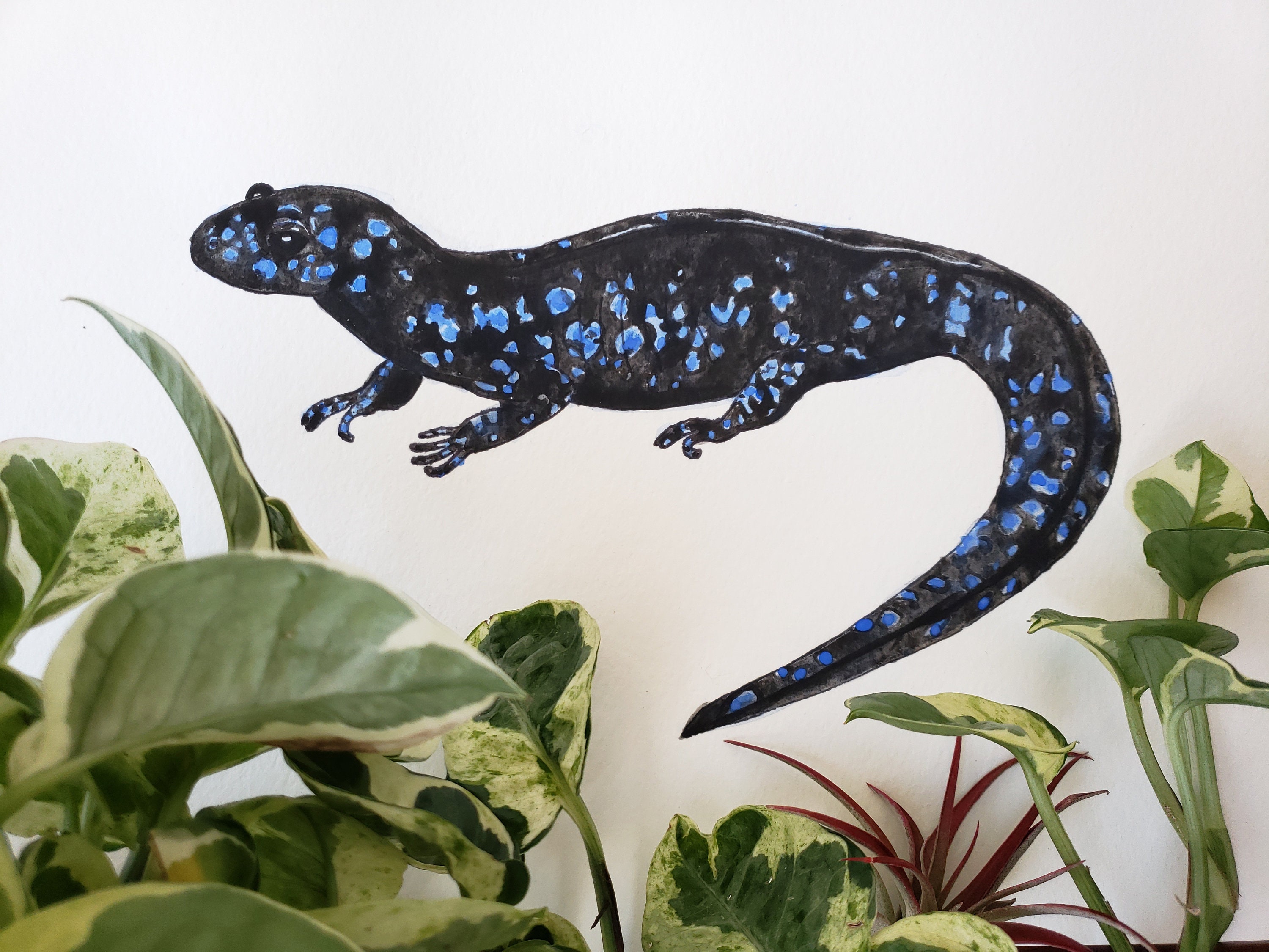 Blue Spotted Salamander L Amphibian Illustration L Salamander - Etsy UK