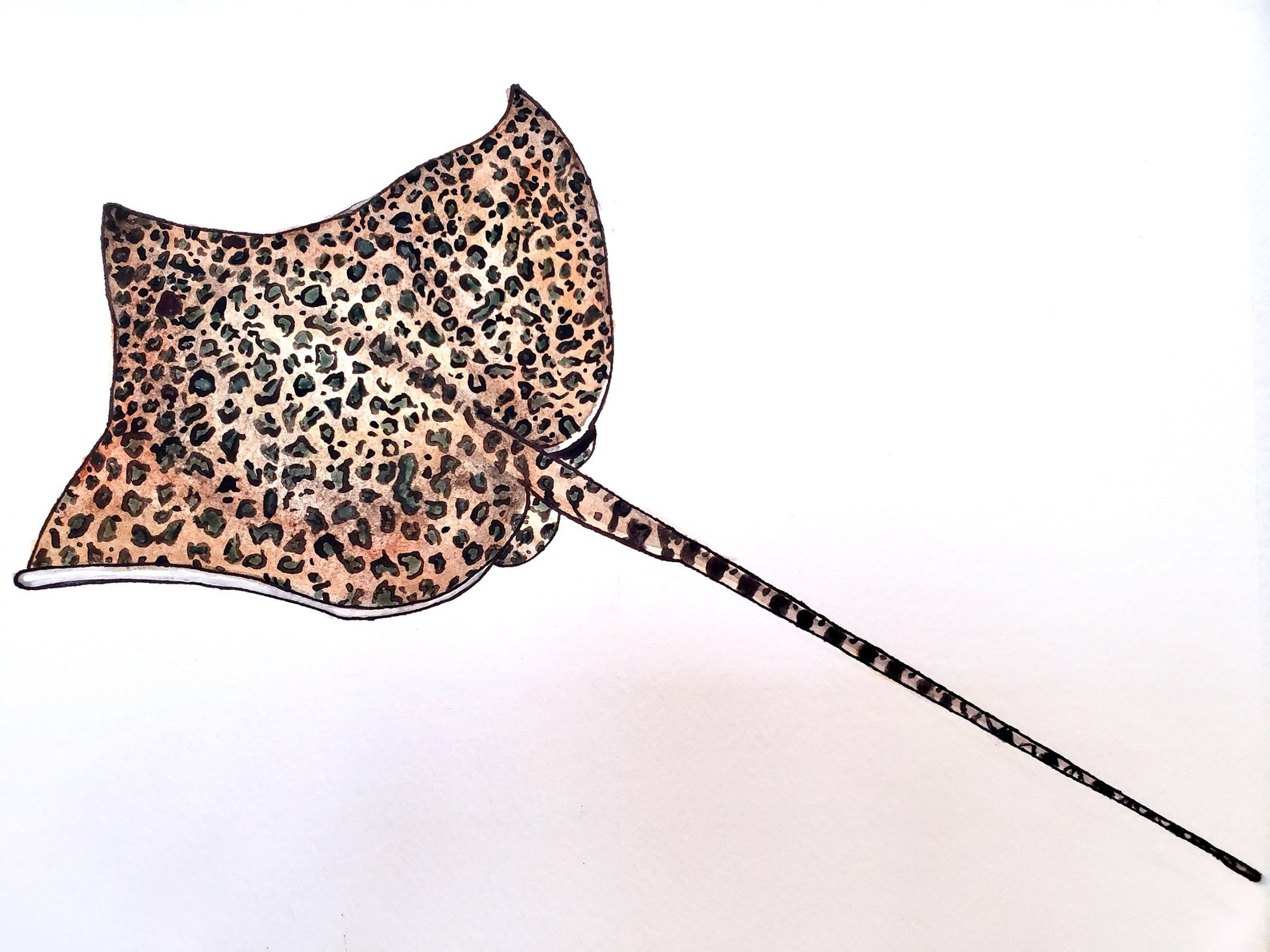 Leopard Whipray Original Watercolor Painting L Ray Illustration L Ocean ...
