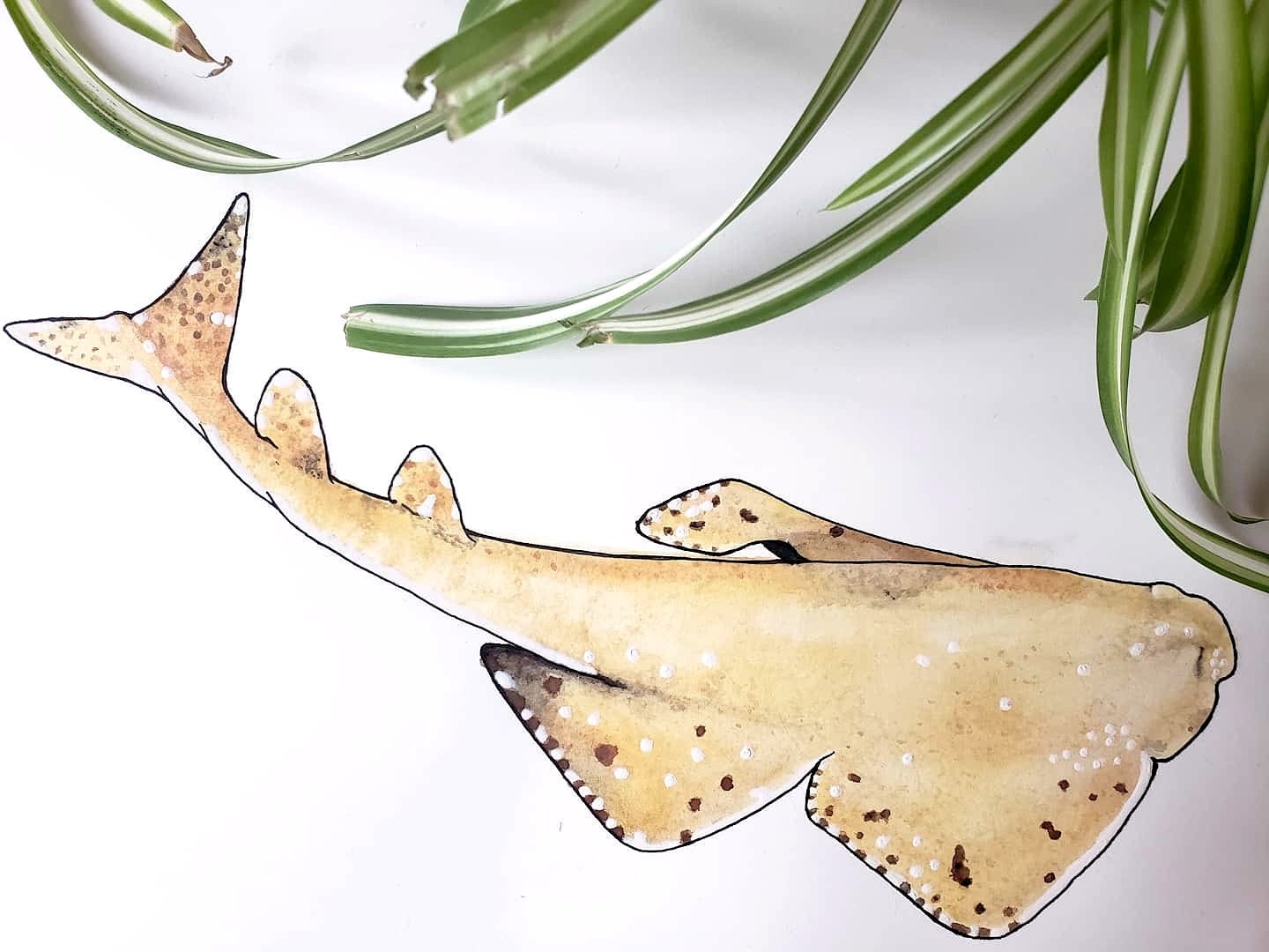 Angel Shark Original Watercolor Painting l Marine Biology | Etsy