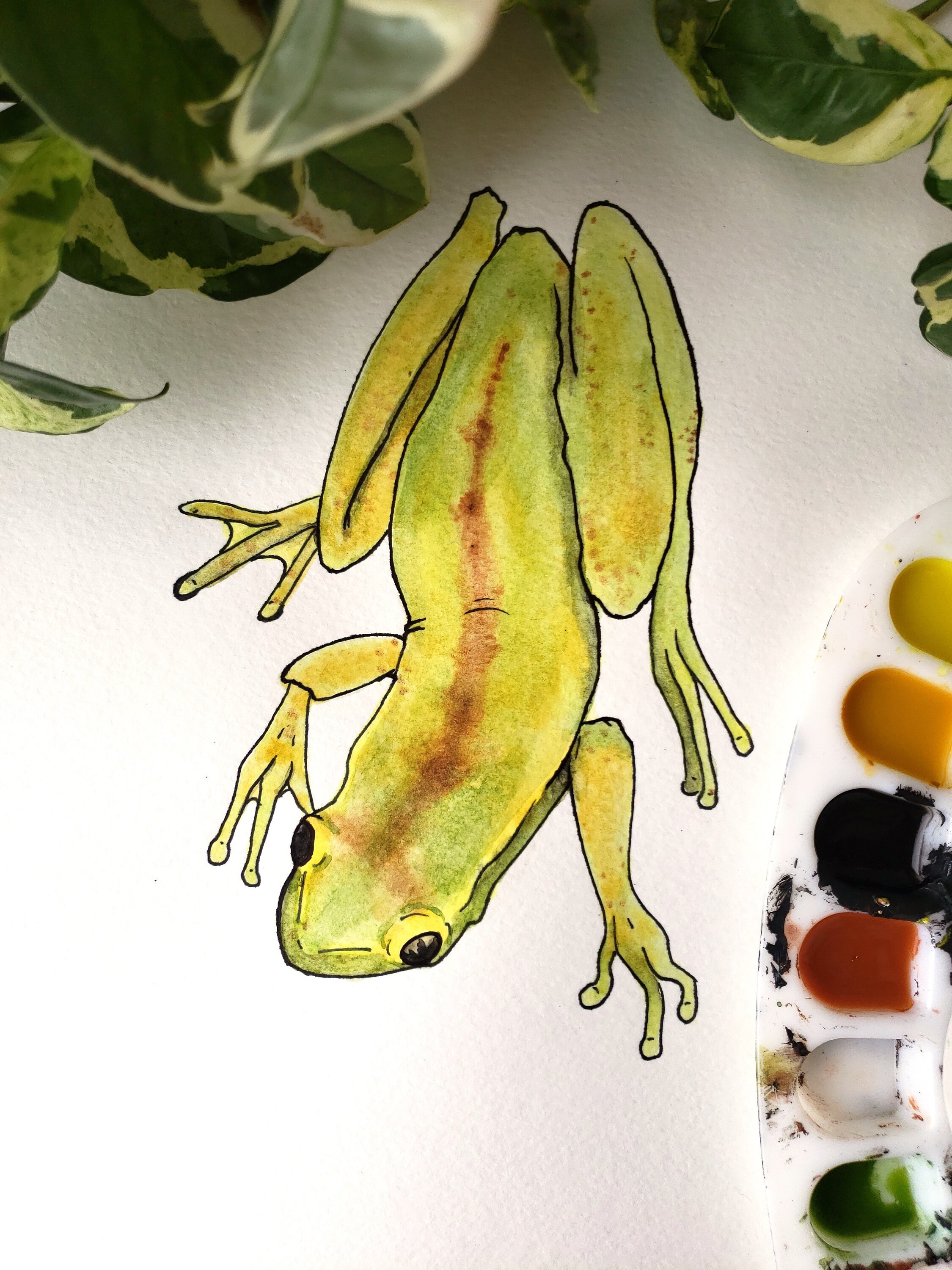 Mashpi Stream Tree Frog Original Watercolor Painting L Frog - Etsy