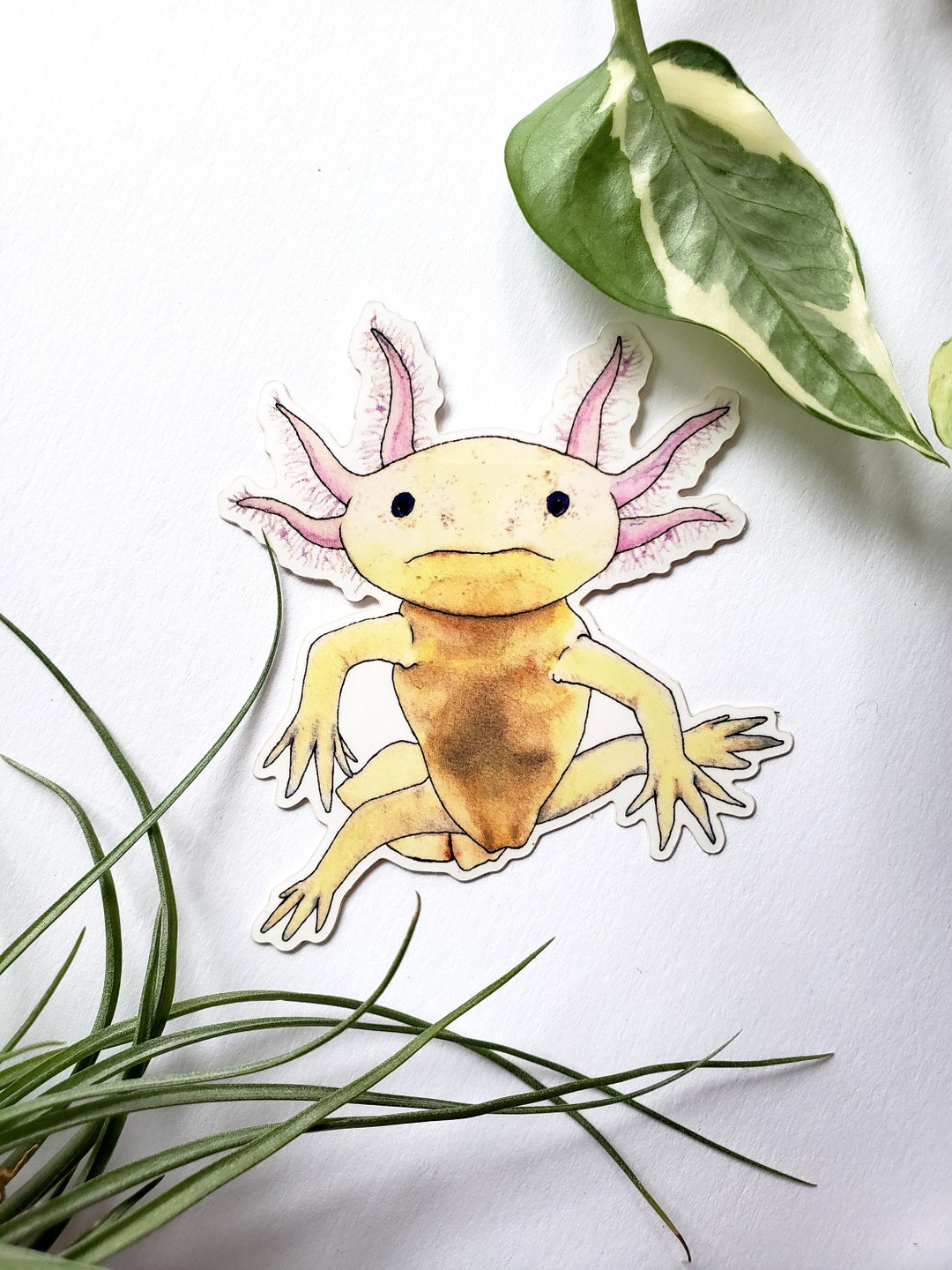 Axolotl Vinyl Watercolor Sticker L Amphibian Art - Etsy