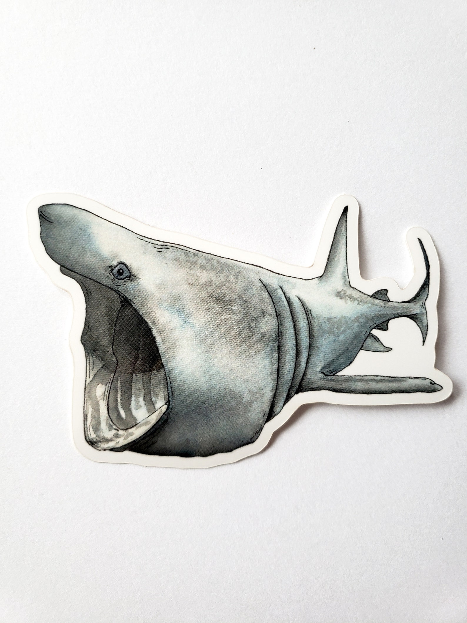 Basking Shark Original Watercolor Vinyl Sticker l Marine Biology Art ...