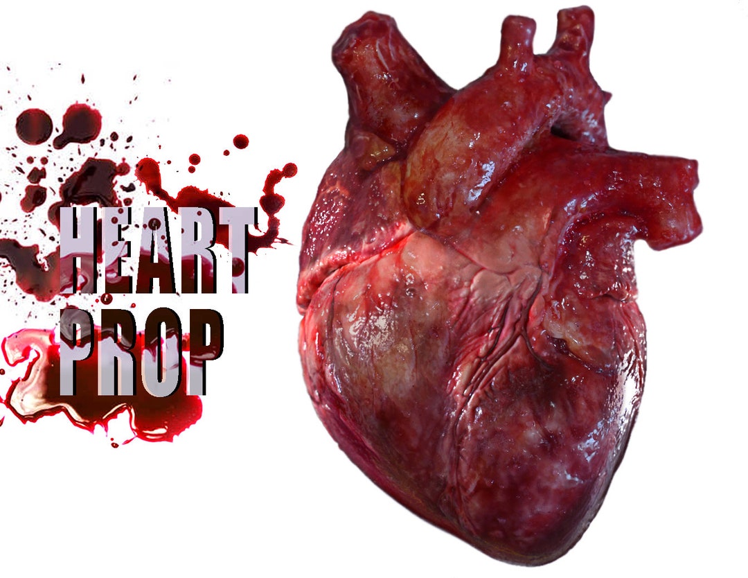 Realistic Human Heart/heart Prop - Etsy