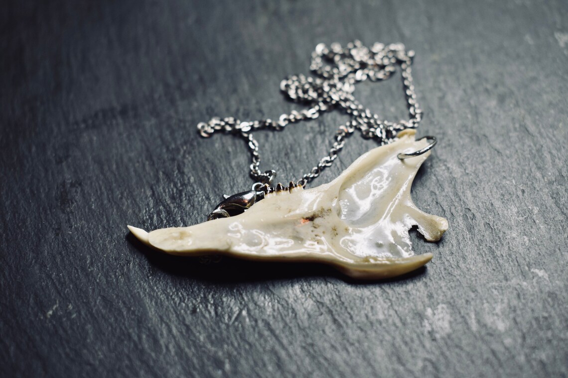 Rabbit Jawbone / Mandible Necklace Oddity Jewellery - Etsy UK