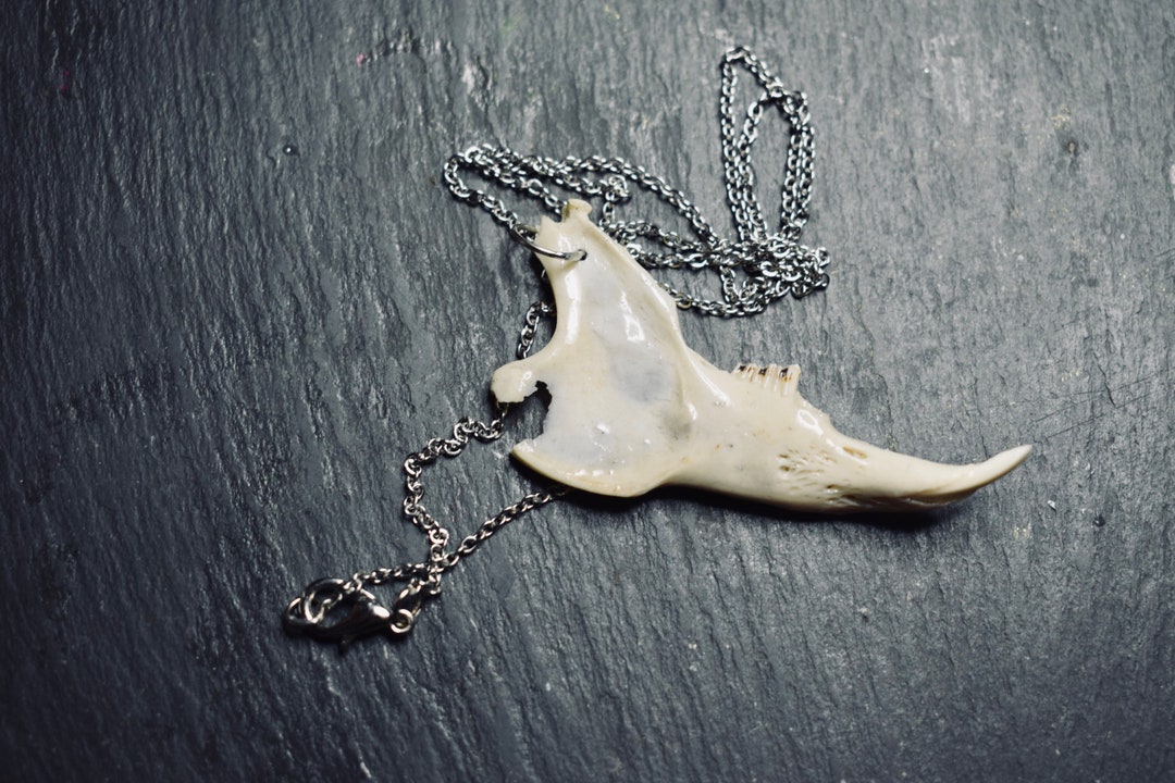 Rabbit Jawbone / Mandible Necklace Oddity Jewellery - Etsy UK