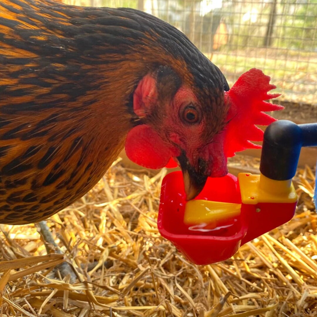 Backyard Barnyard 6 Pack NO PECK Poultry Cup Waterer Drinker for ...