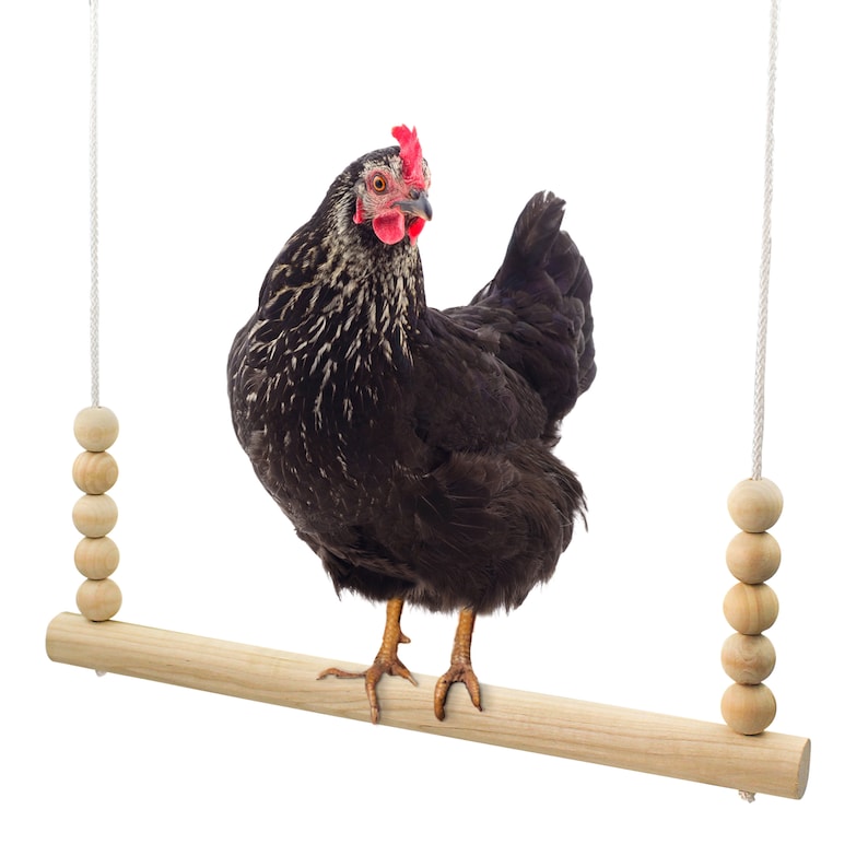 Backyard Barnyard Chicken (round Bar) Handmade in USA! Wood Perch ...