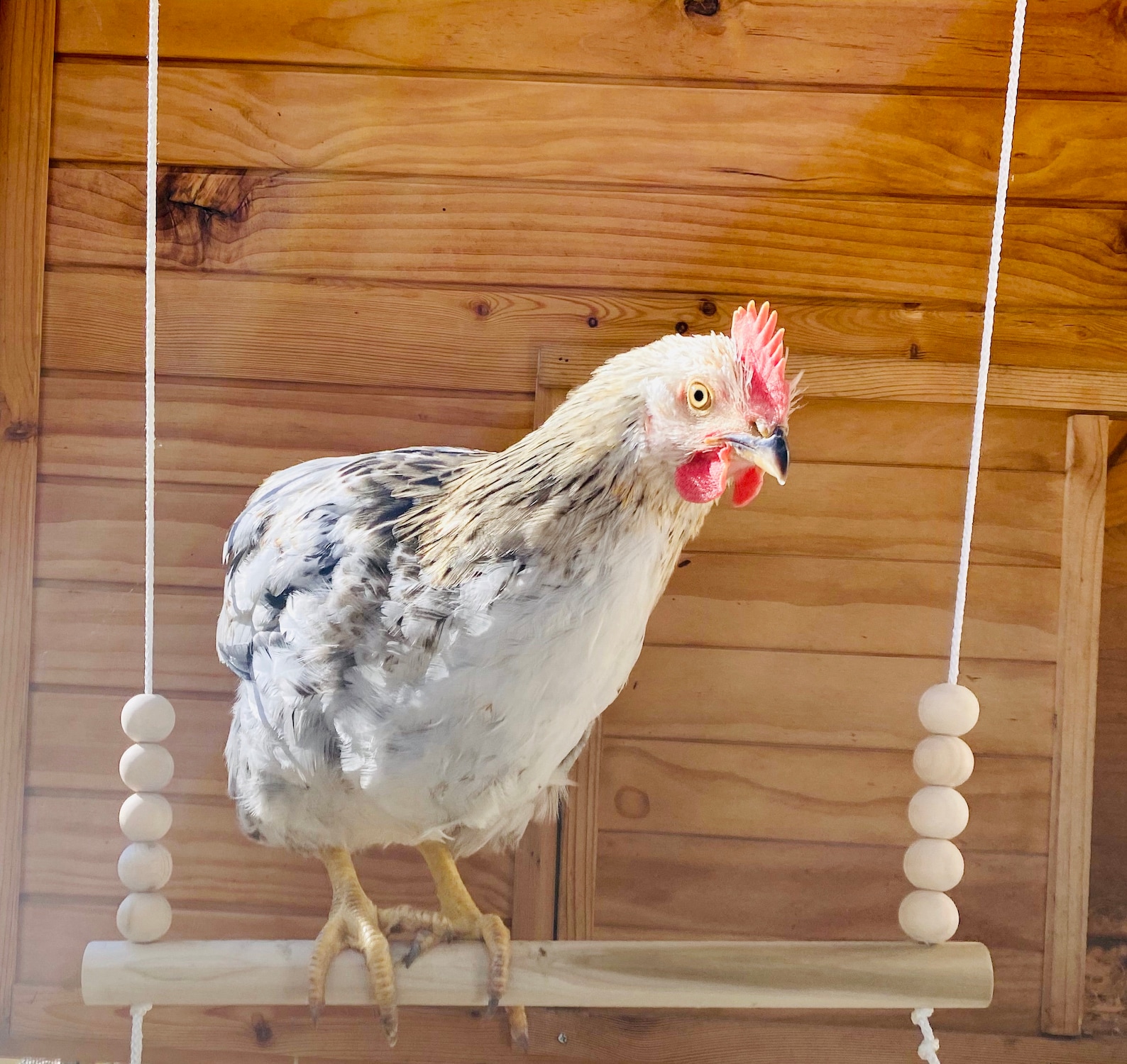 Backyard Barnyard Chicken (round Bar) Handmade in USA! Wood Perch ...