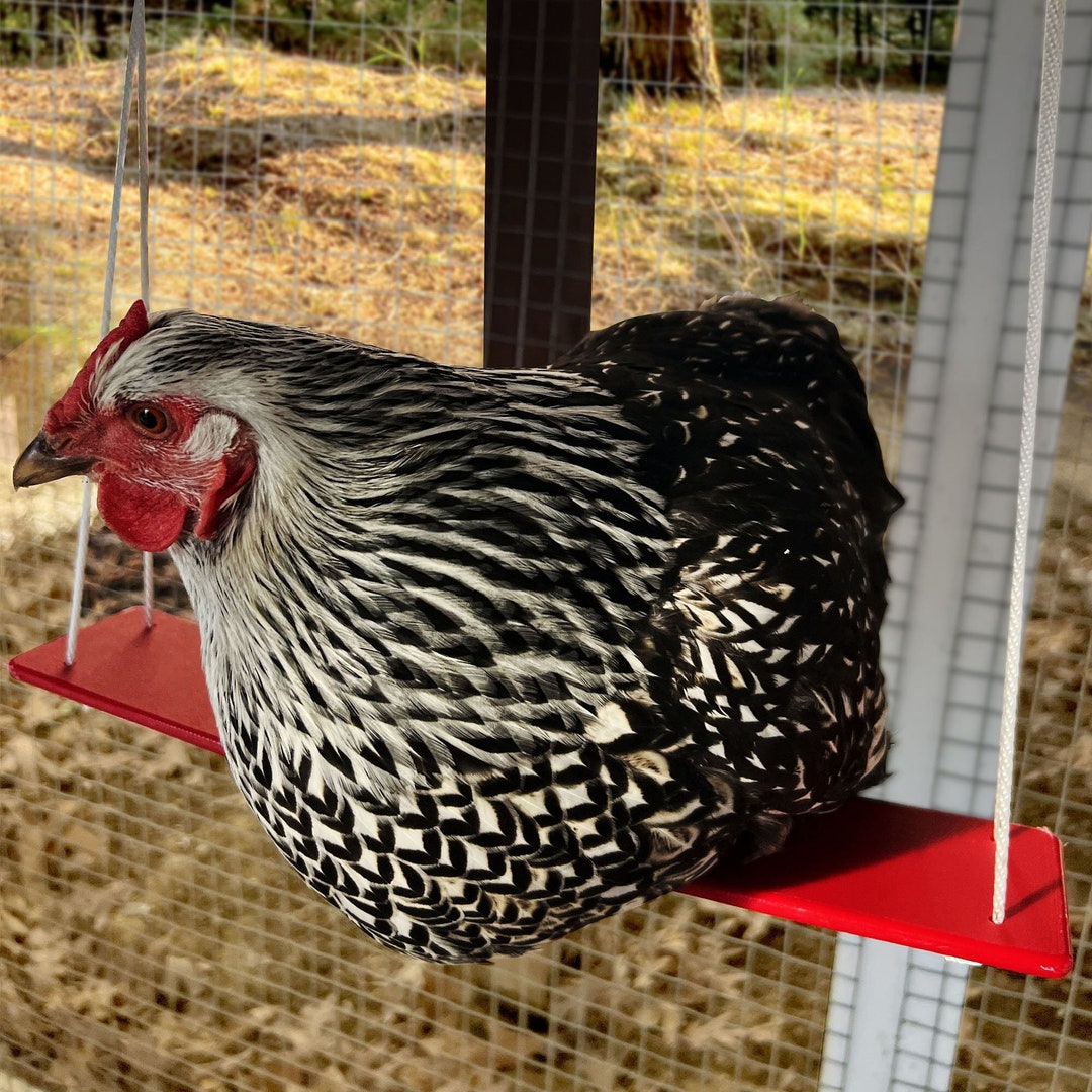 Backyard Barnyard Chicken Swing Perch - Colored Made in USA Poultry ...