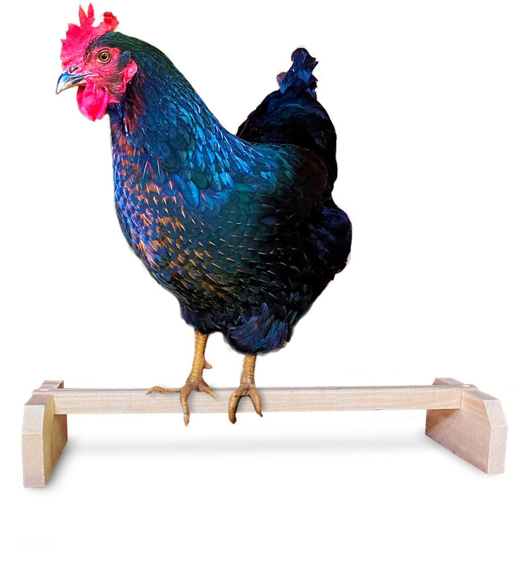 Backyard Barnyard 2 Pack Chicken Perch Strong Wooden Roosting - Etsy