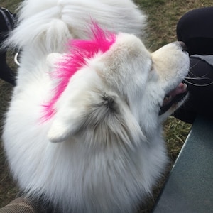 Dog Mohawk Size Large - Etsy