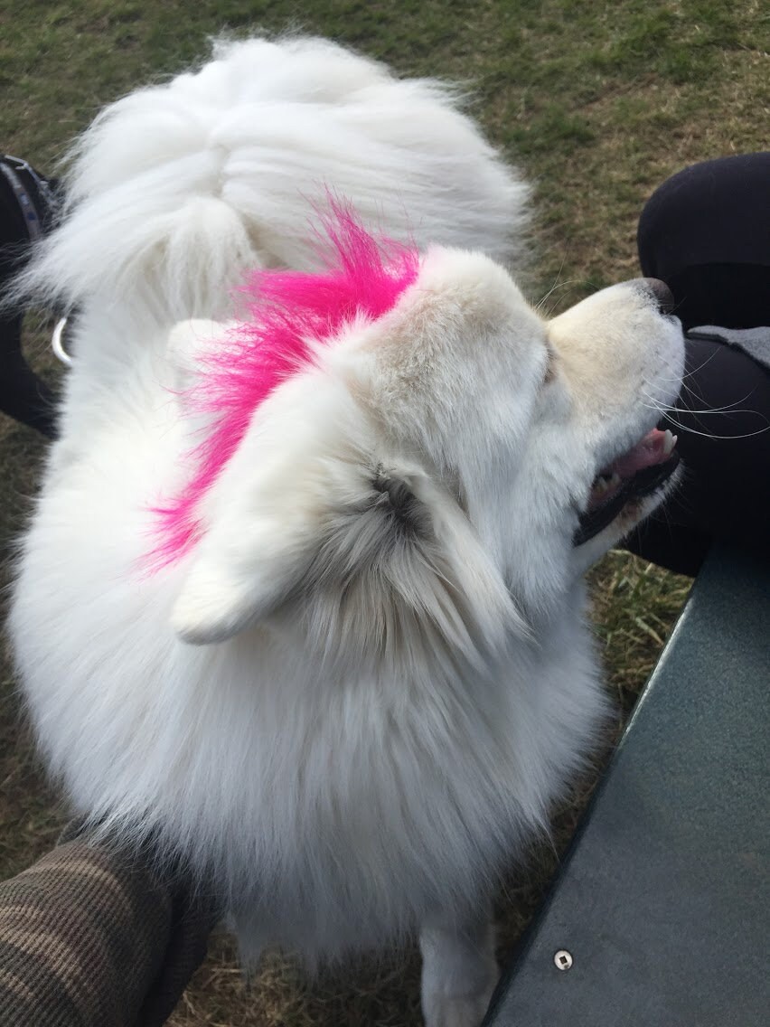 Dog Mohawk Size Large - Etsy