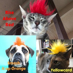 Cat Mohawk - Etsy