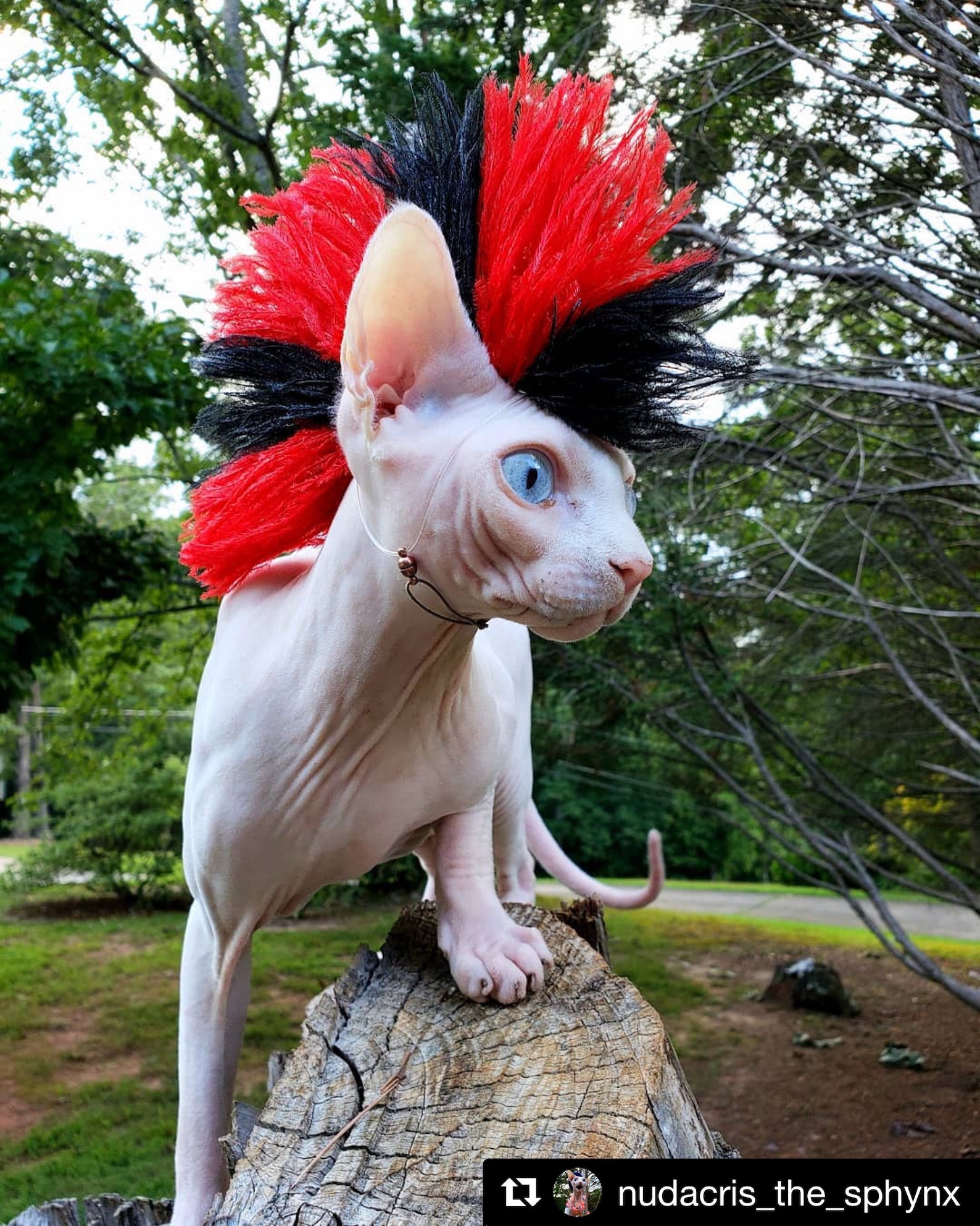 Feather Mohawk for Cats and Dogs | Etsy