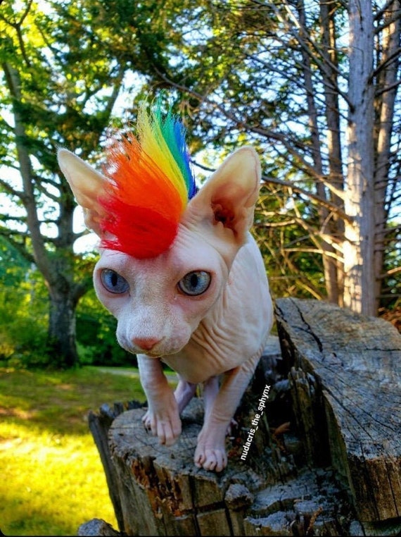 Rainbow mohawk store