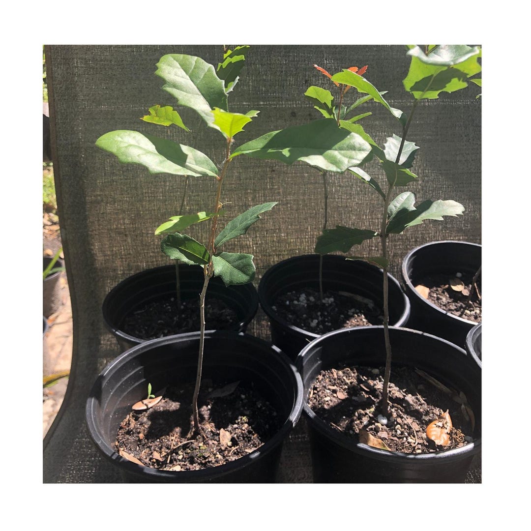 Southern Live Oak Tree Sapling - Potted - Healthy Root System - 1 Each ...