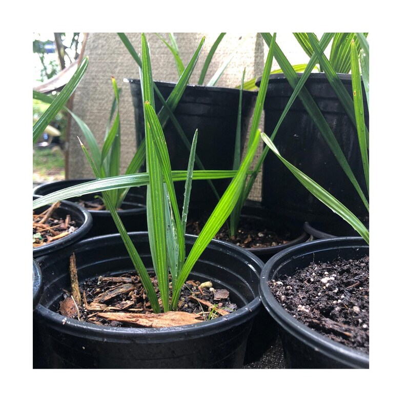Palmetto Sabal Palm Tree Sapling - Potted - Healthy Root System - 1 ...