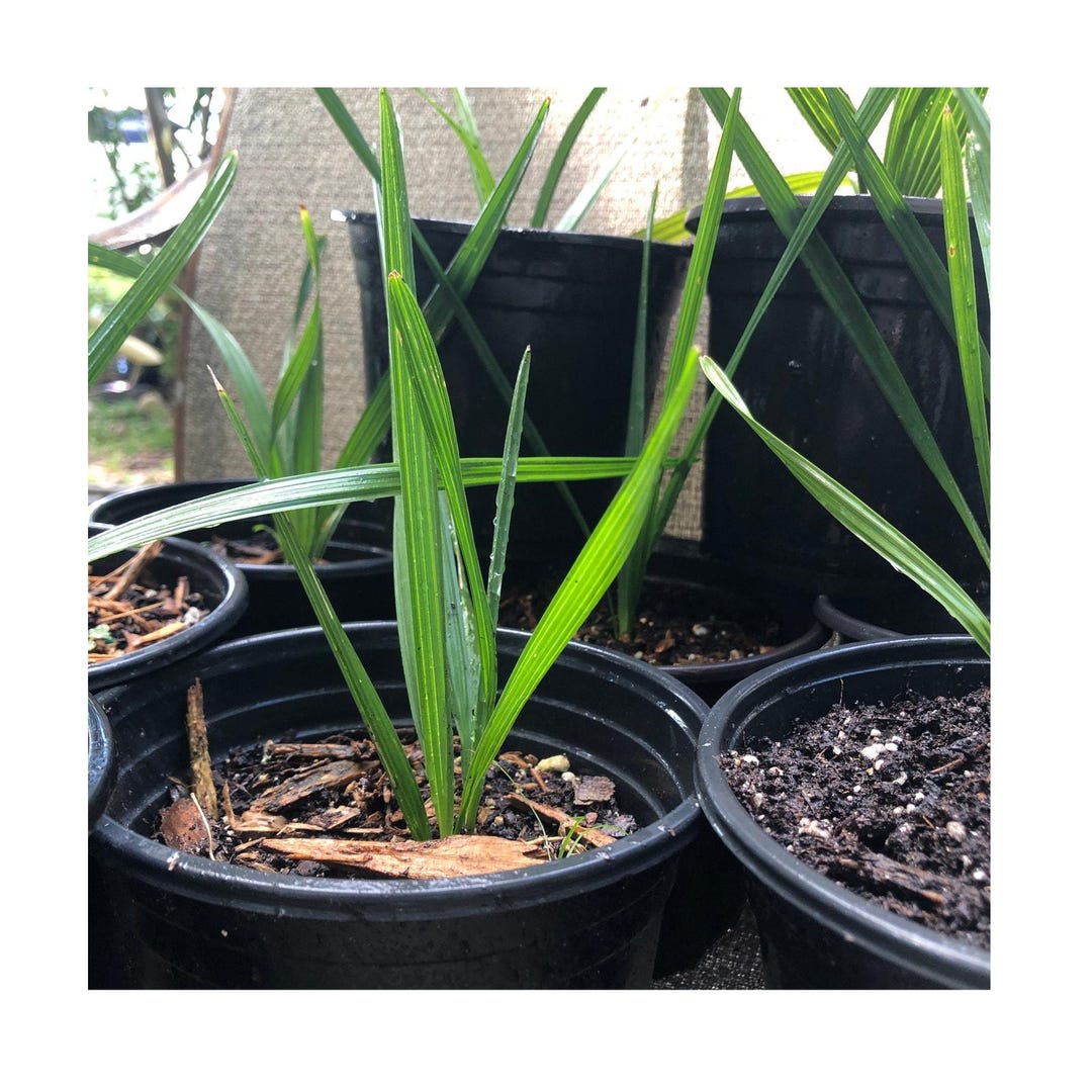 Cabbage Palmetto Sabal Palm Tree Sapling Potted Healthy Root System 1 ...