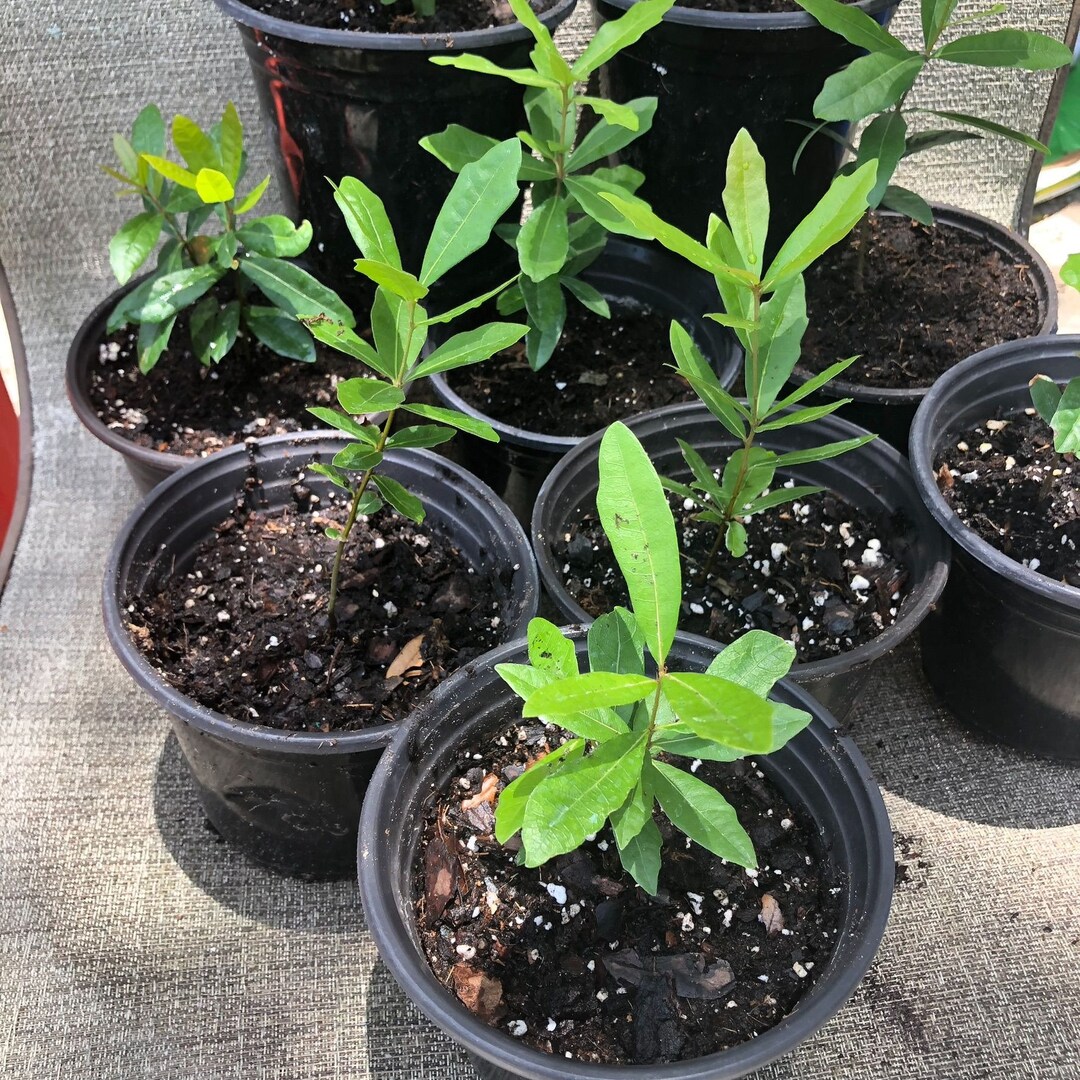 Southern Live Oak Tree Small Potted Established Healthy - Etsy