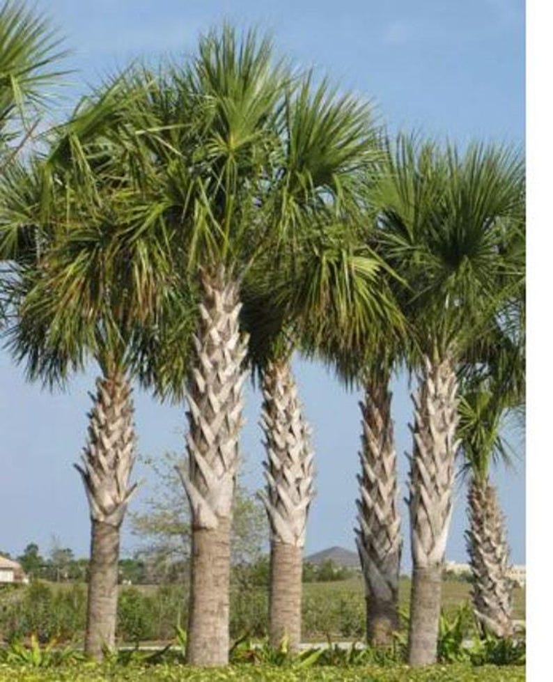 Palmetto Sabal Palm Tree Sapling - Potted - Healthy Root System - 1 ...
