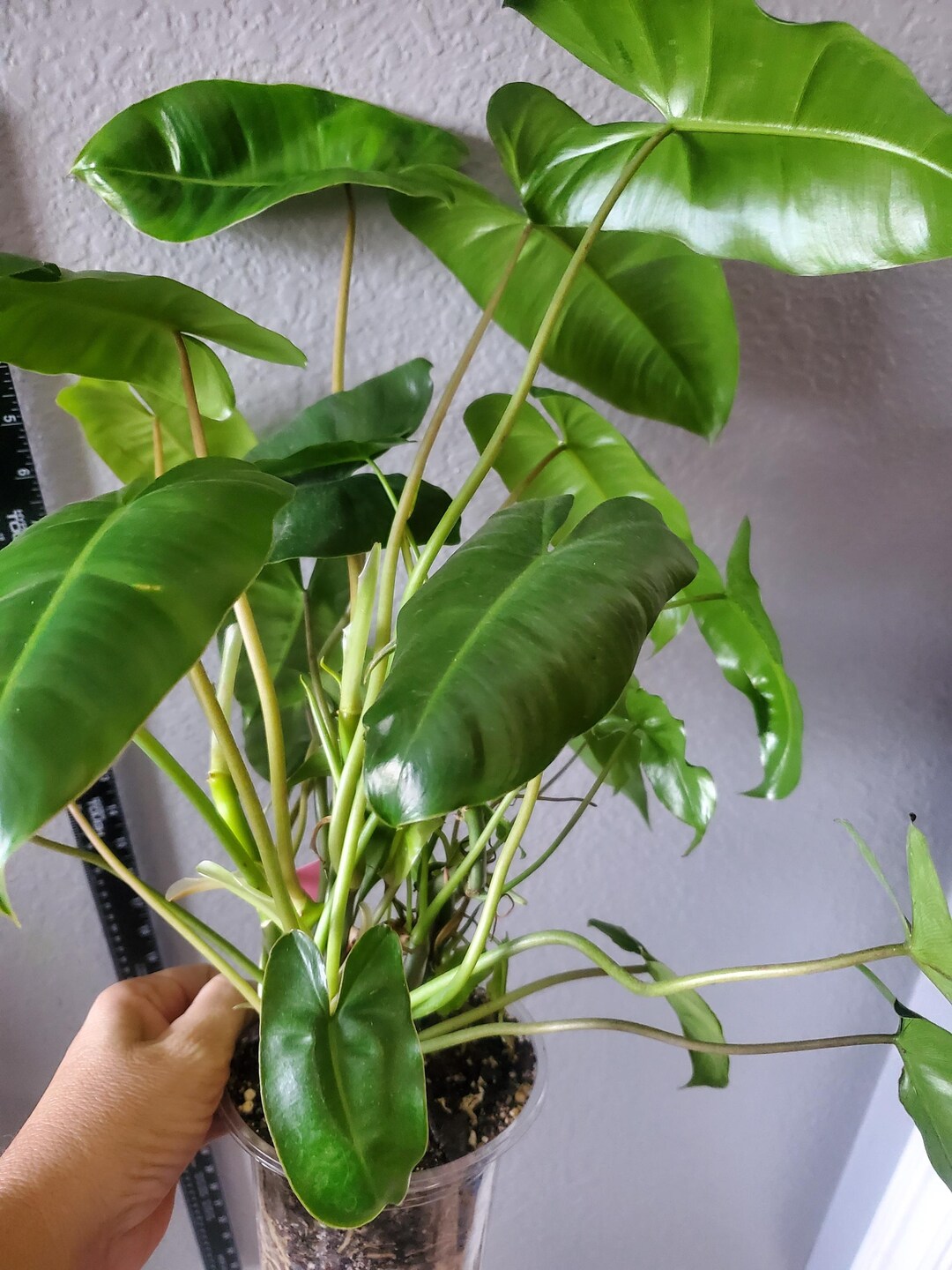 Philodendron Burle Marx in 6 Pot - Etsy