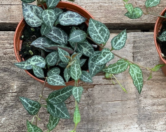 Ceropegia Woodii 'heartless' | String of Spades - Etsy