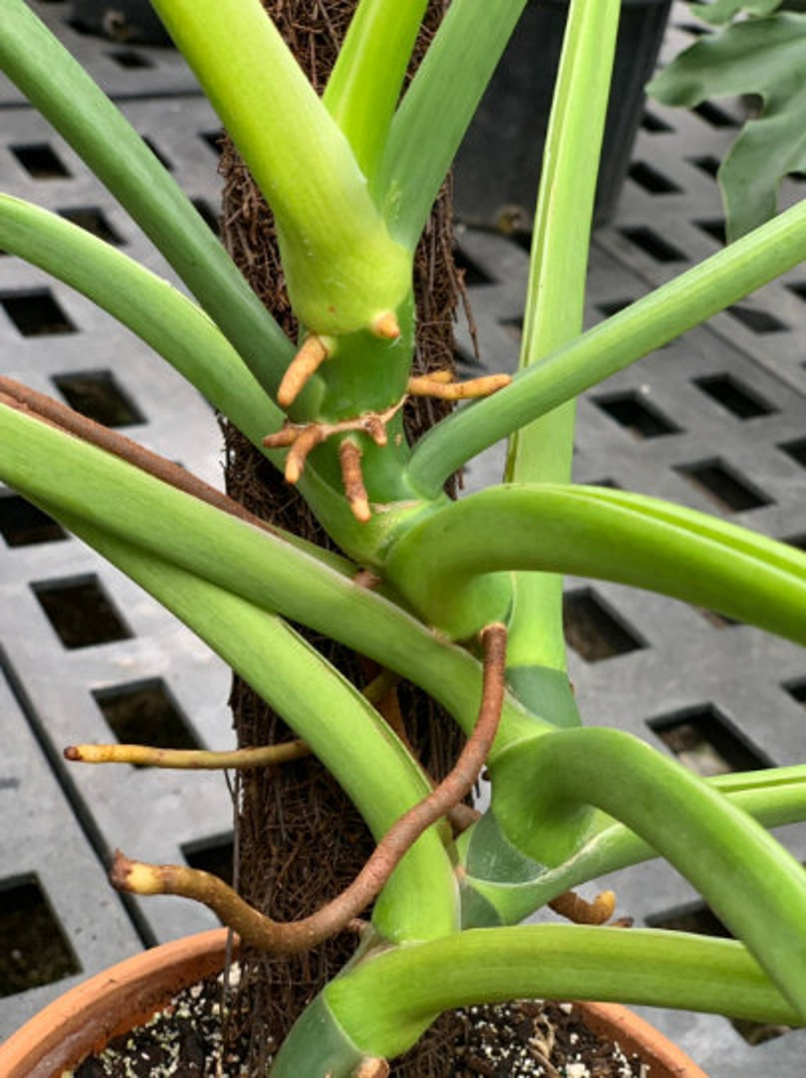 Professional Aroid Climbing Totem - Etsy