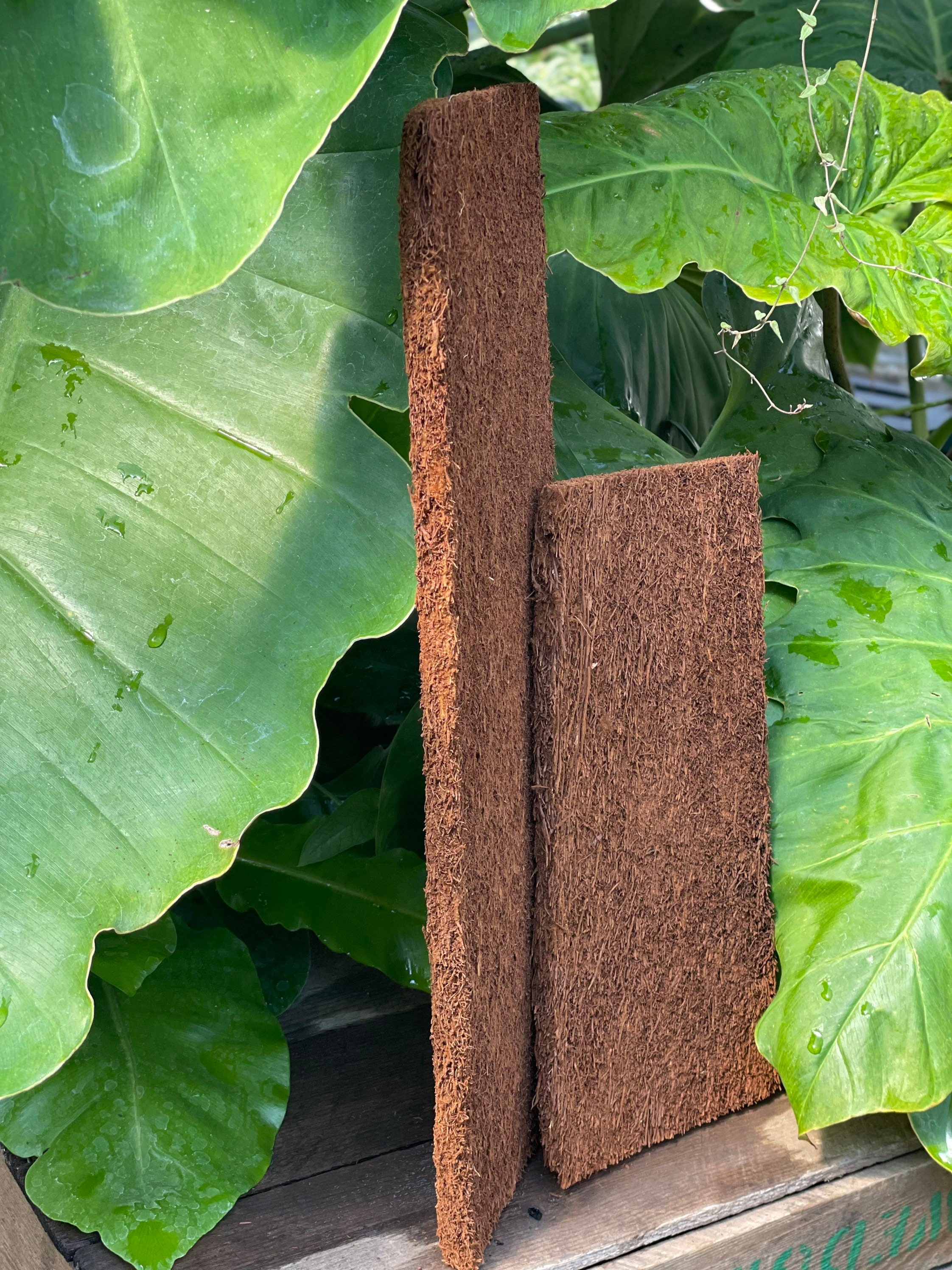 Professional Aroid Climbing Tree Fern Mat Backing - Etsy