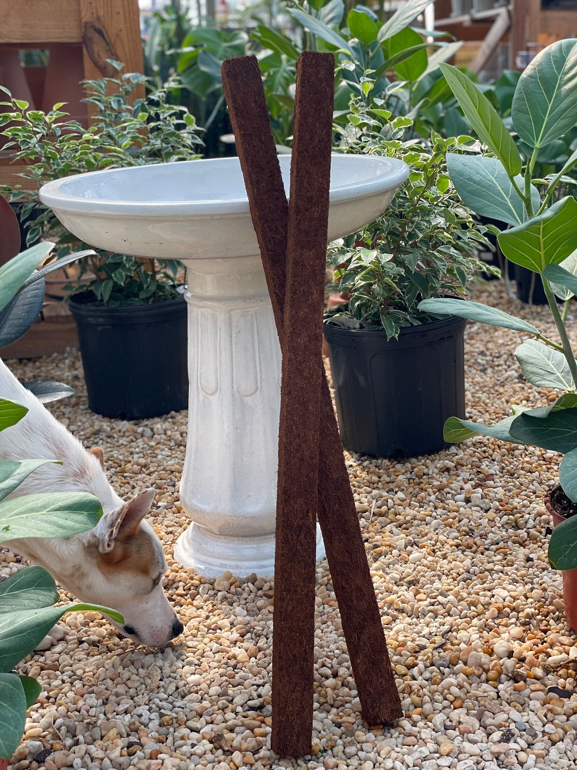 Large Professional Aroid Climbing Totem | Etsy